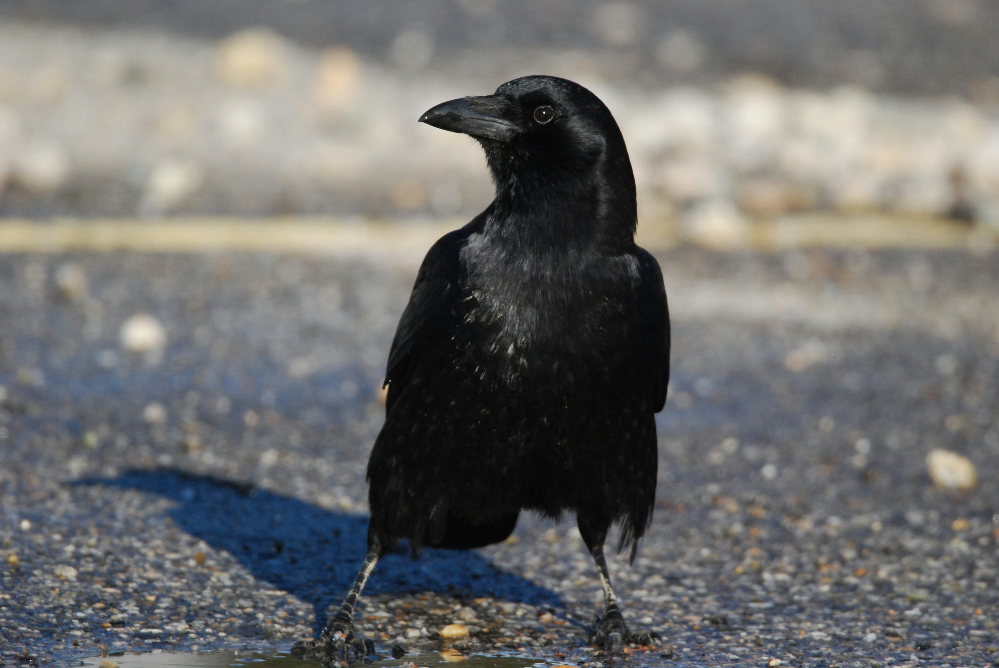 A raven standing on a sunlit asphalt surface, showcasing its glossy feathers and sharp features.