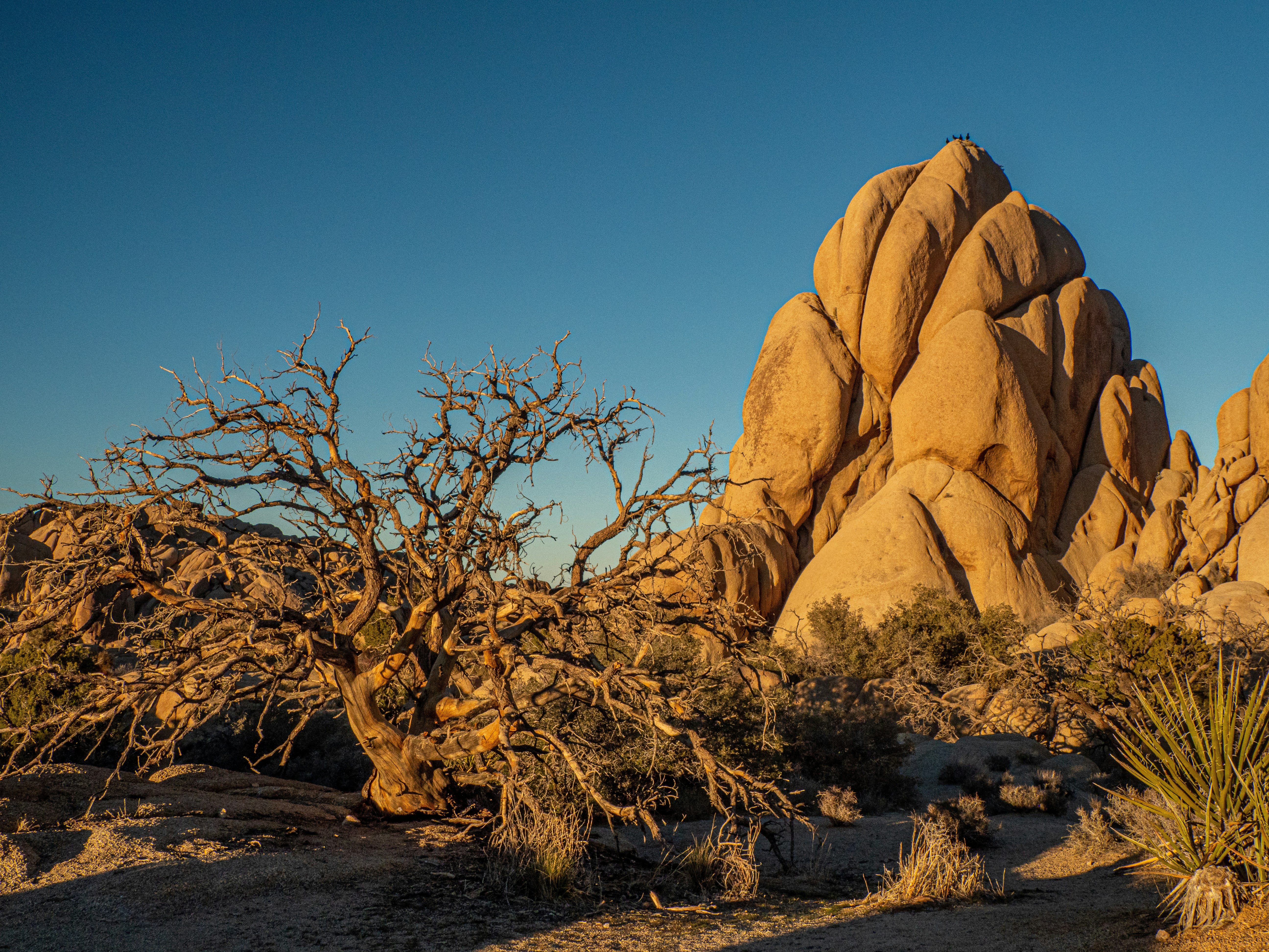 A desert scene with rocks and trees in the foreground photo – Free ...