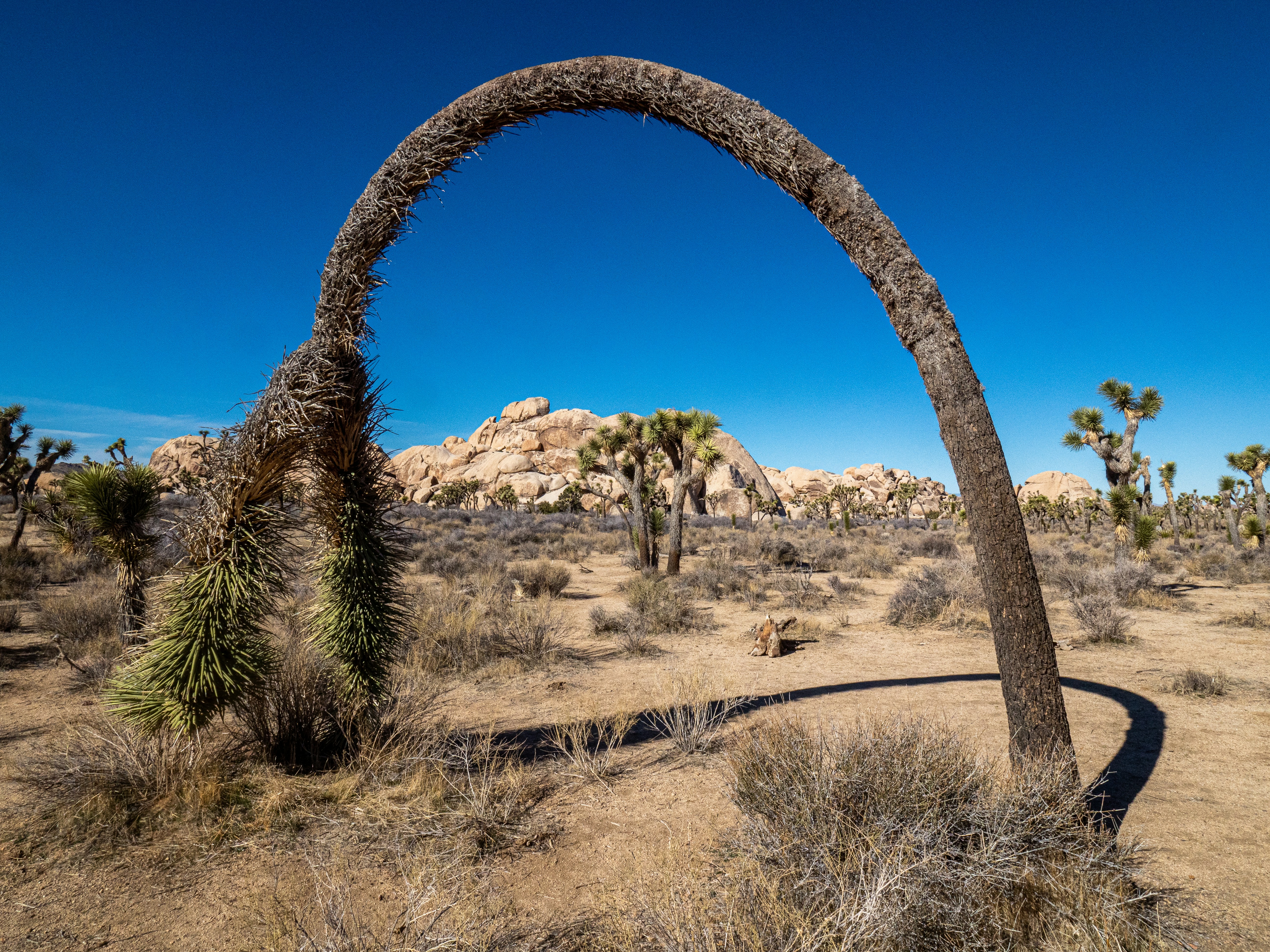 The Desert's Weathered Gate: A Curved Tree Arch Framing Joshua Trees and Rock Ridges