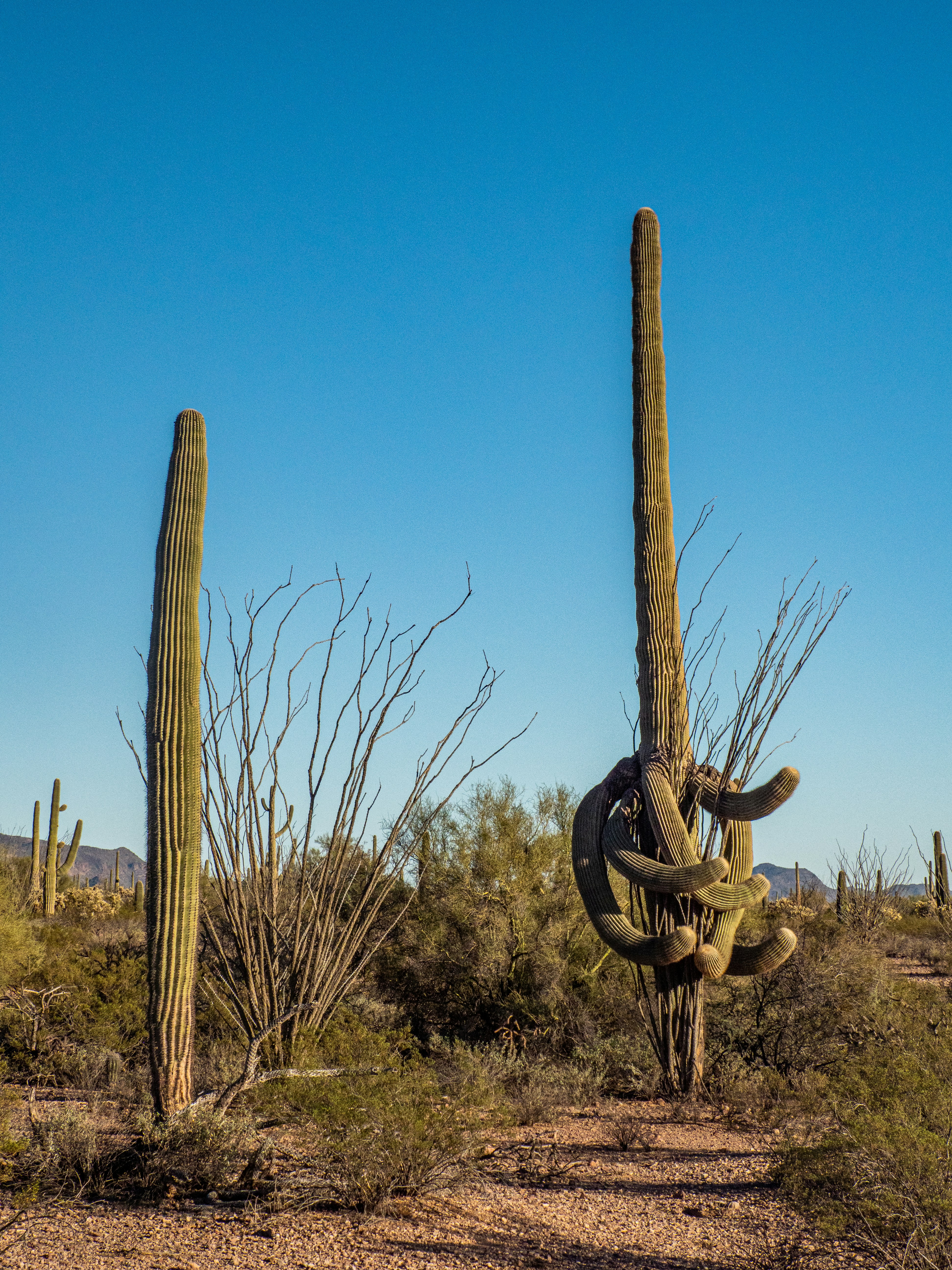 Rope-Wrapped Saguaro: Desert Giants Under a Pristine Azure Sky
