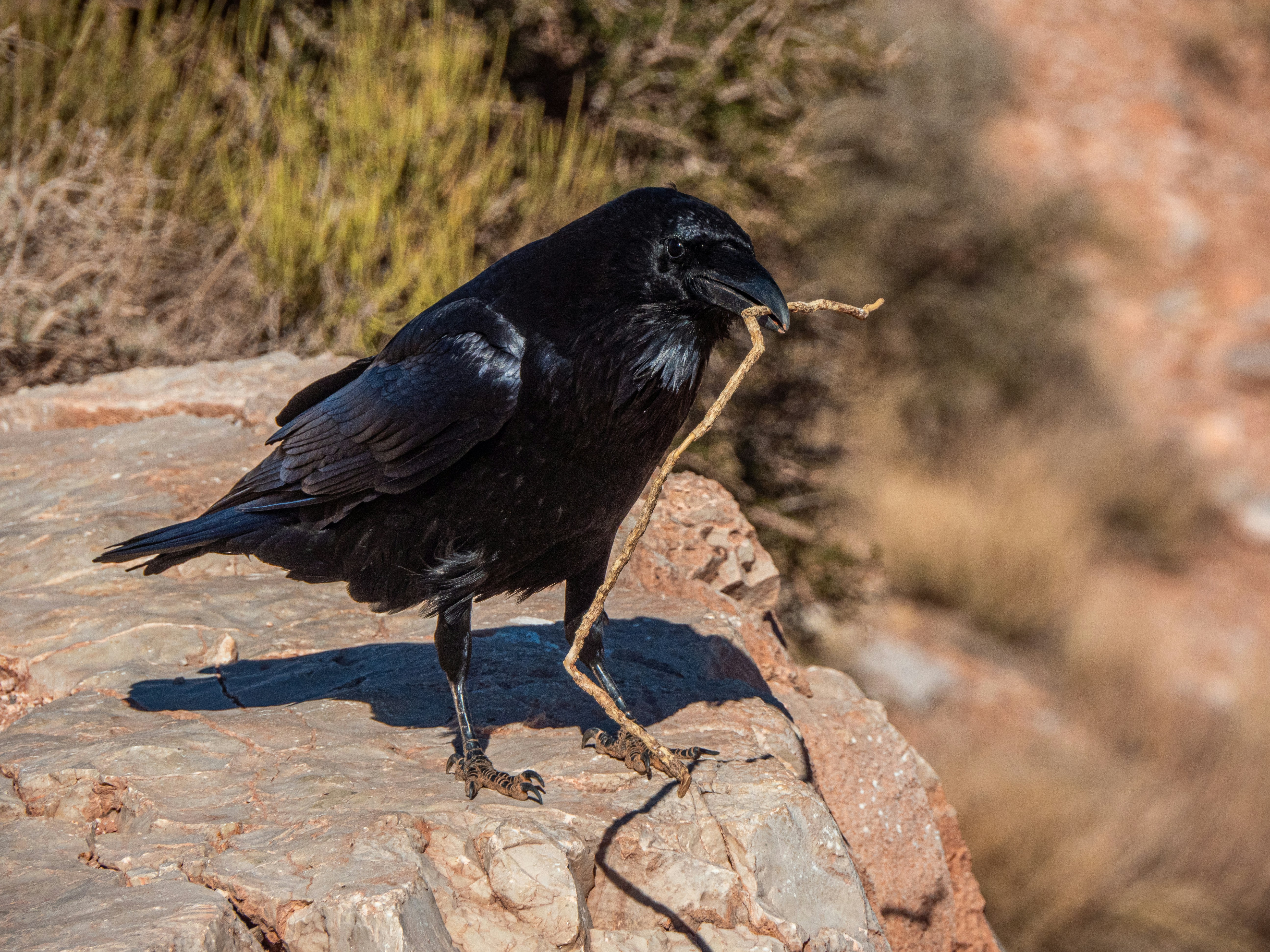 Un pájaro negro con un palo en la boca en una roca foto – Imagen de ...