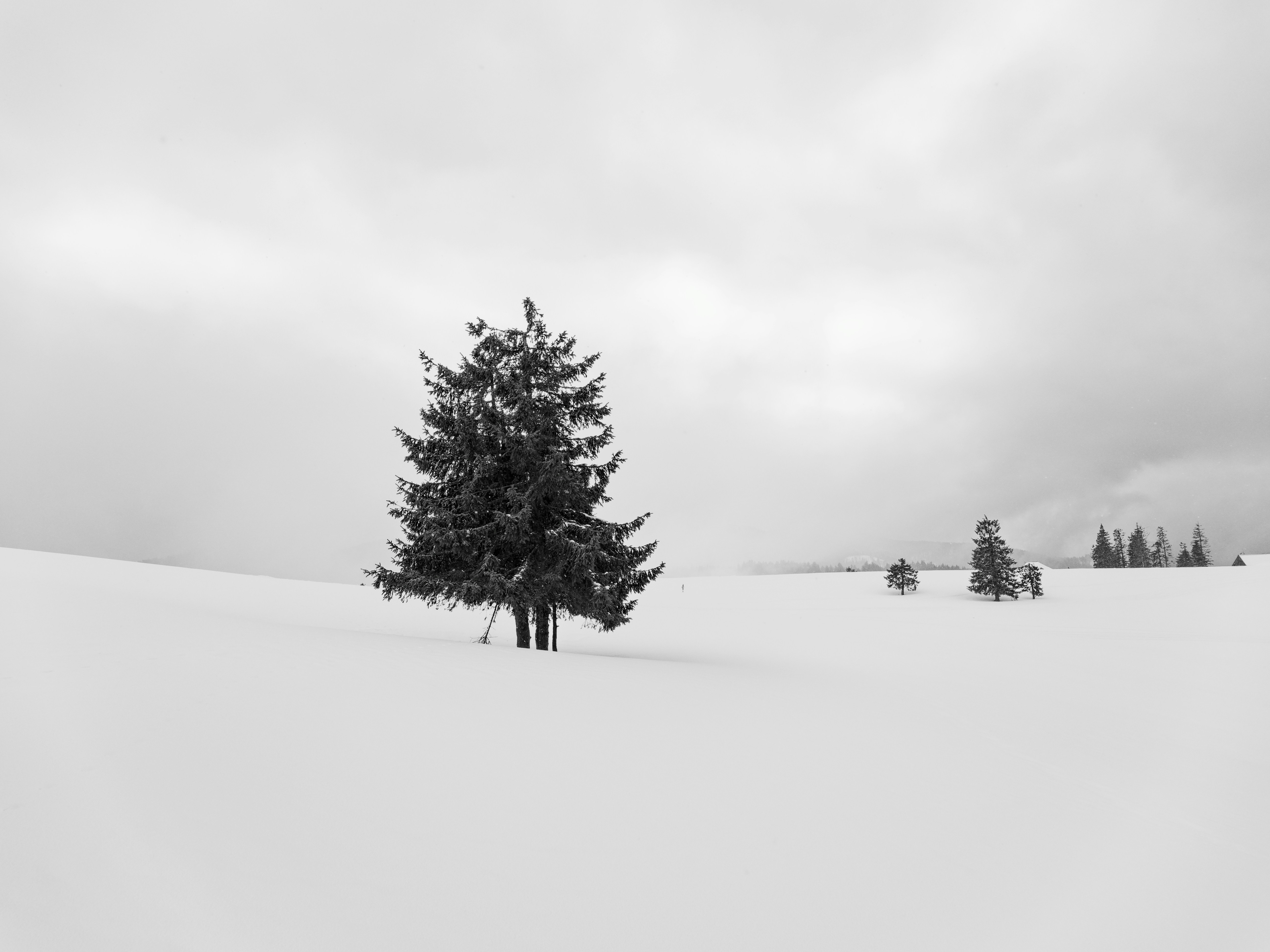 A lone evergreen tree stands resolutely in a vast, snow-covered landscape under a cloudy sky.