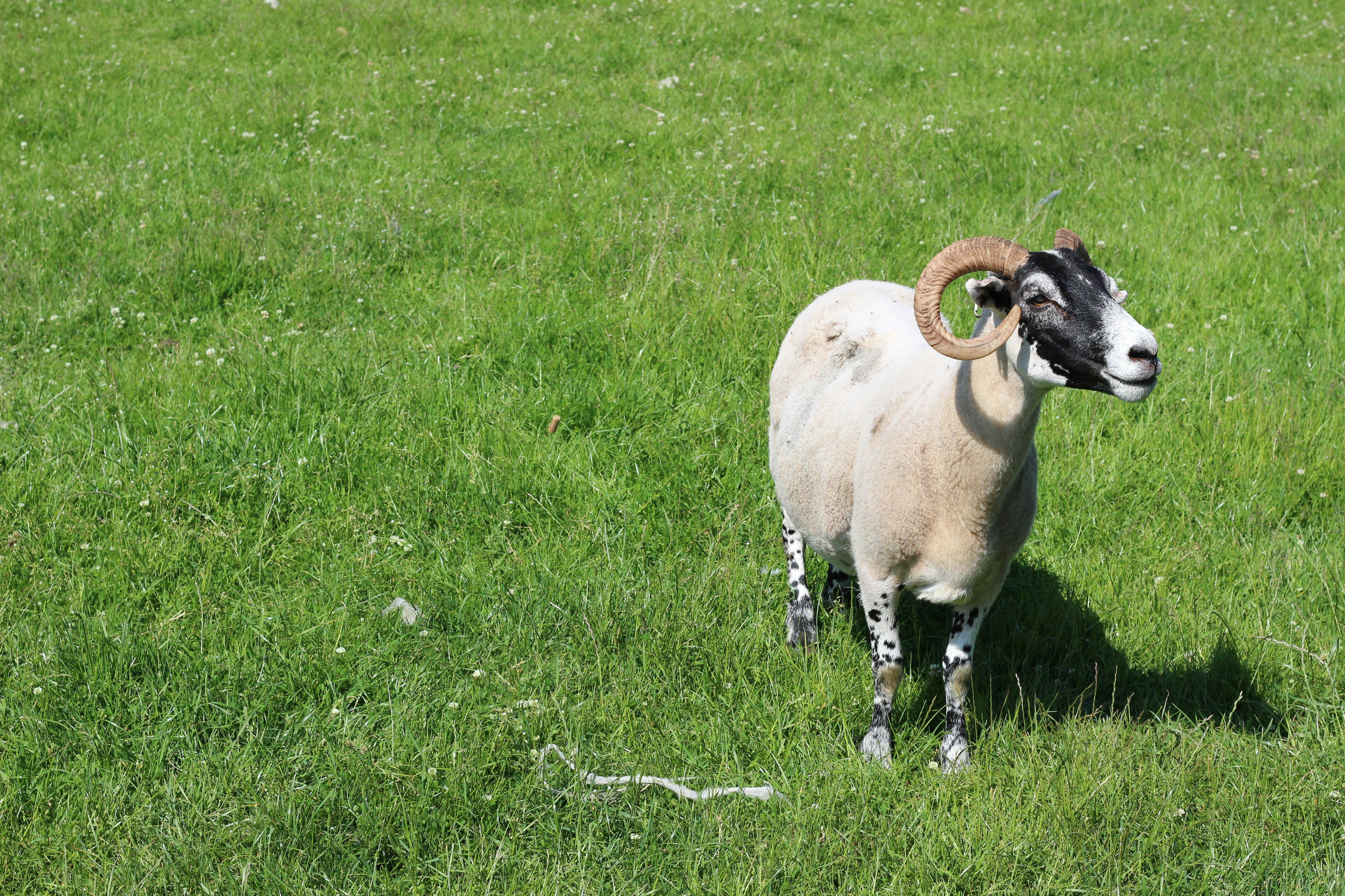 Foto Un carnero con un cuerno largo de pie en un campo – Imagen Oveja ...