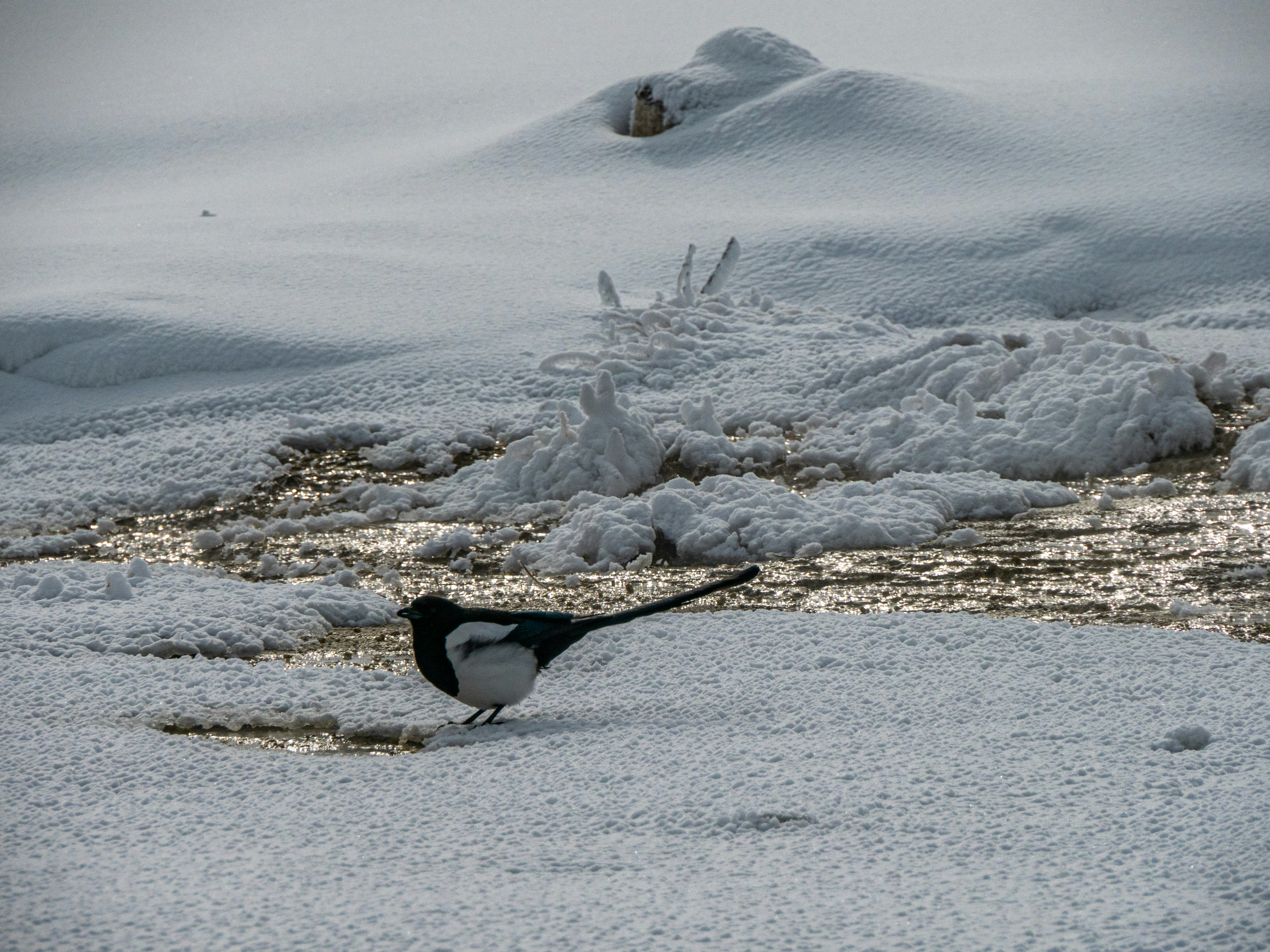 Magpie on a Frosted Riverbank: Quiet Winter by the Stream