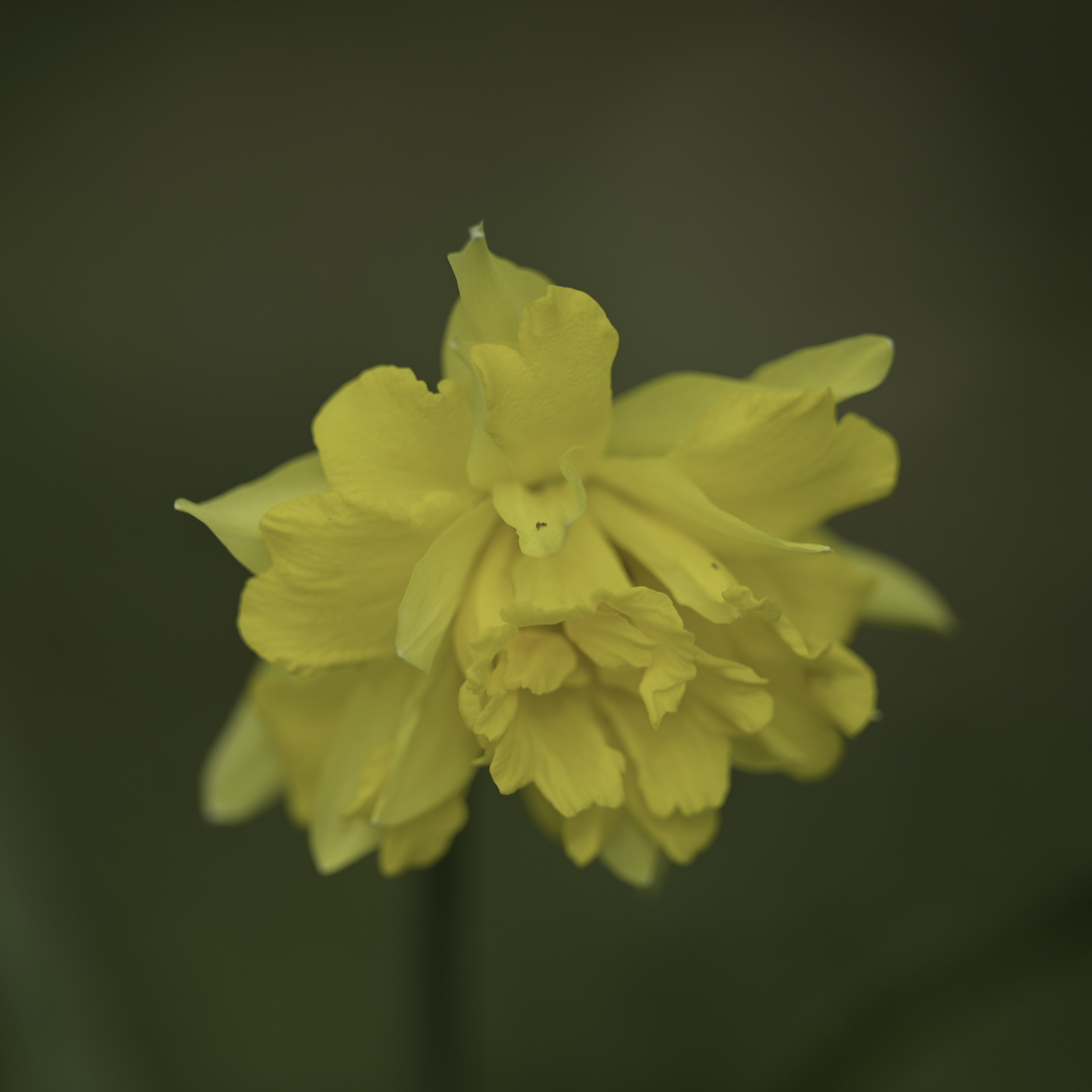 Flower photo shot on Nikon Z6