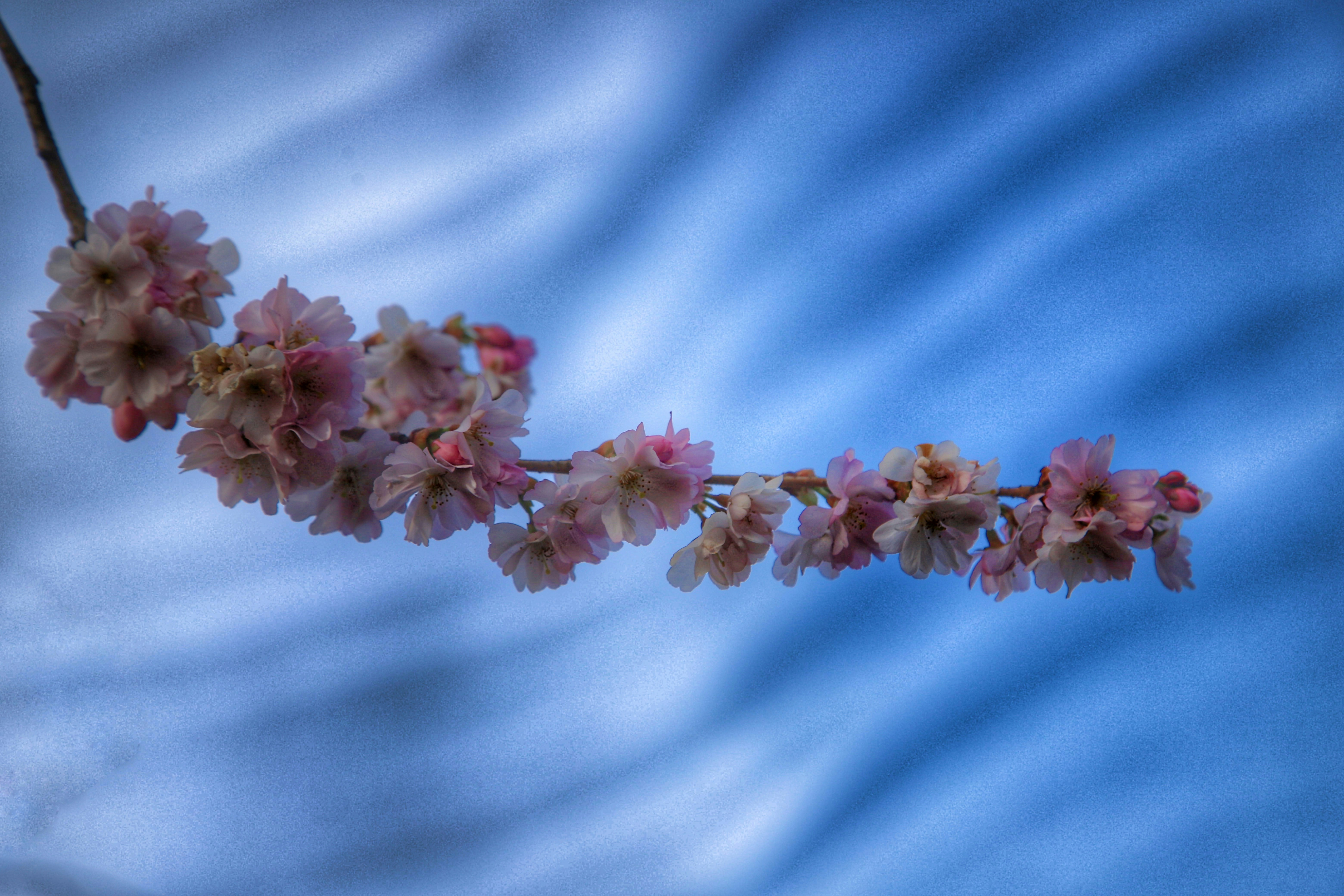 Pink Blossom Garland Across a Rippled Sky