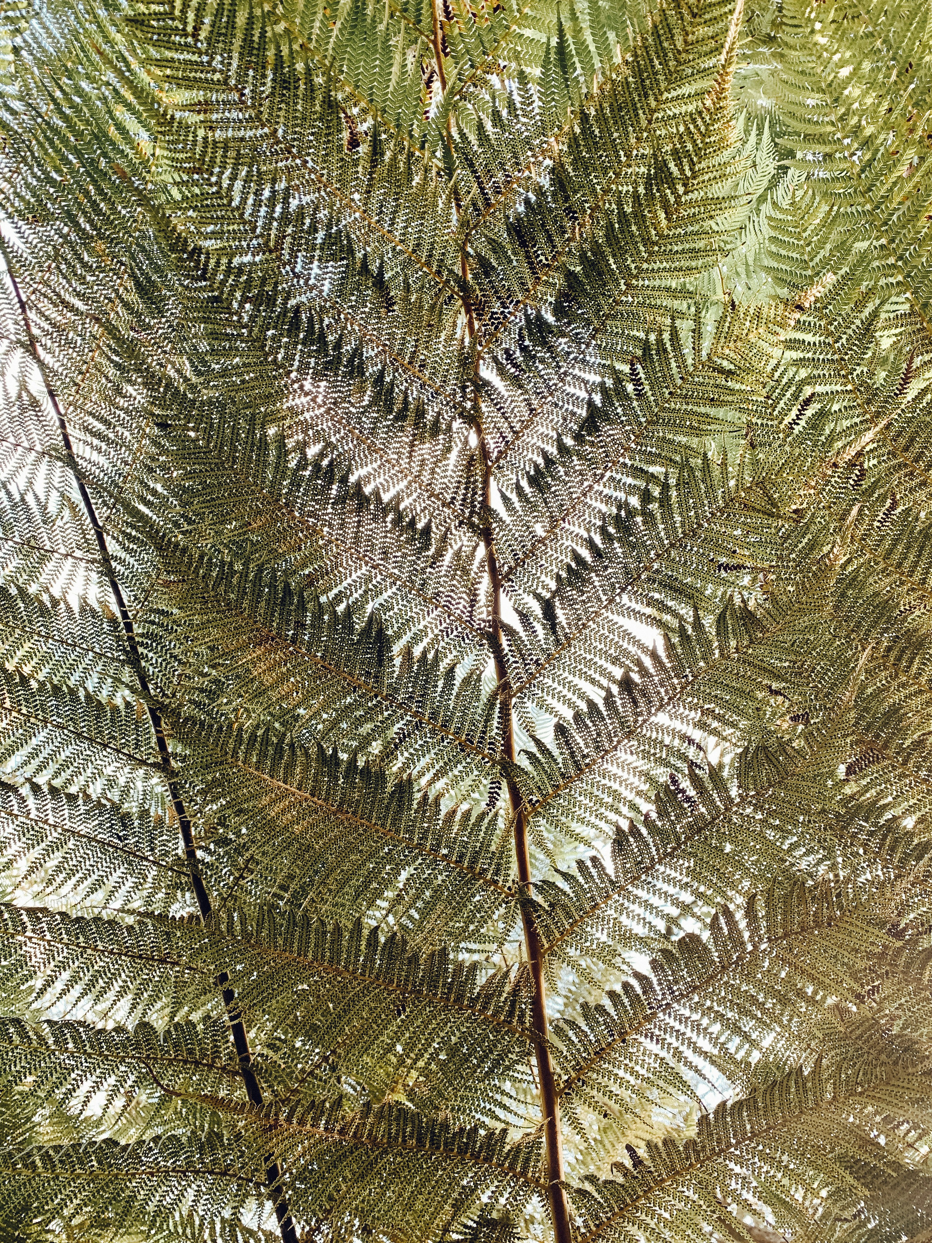 Lacework in Green: Macro Portrait of Fern Fronds