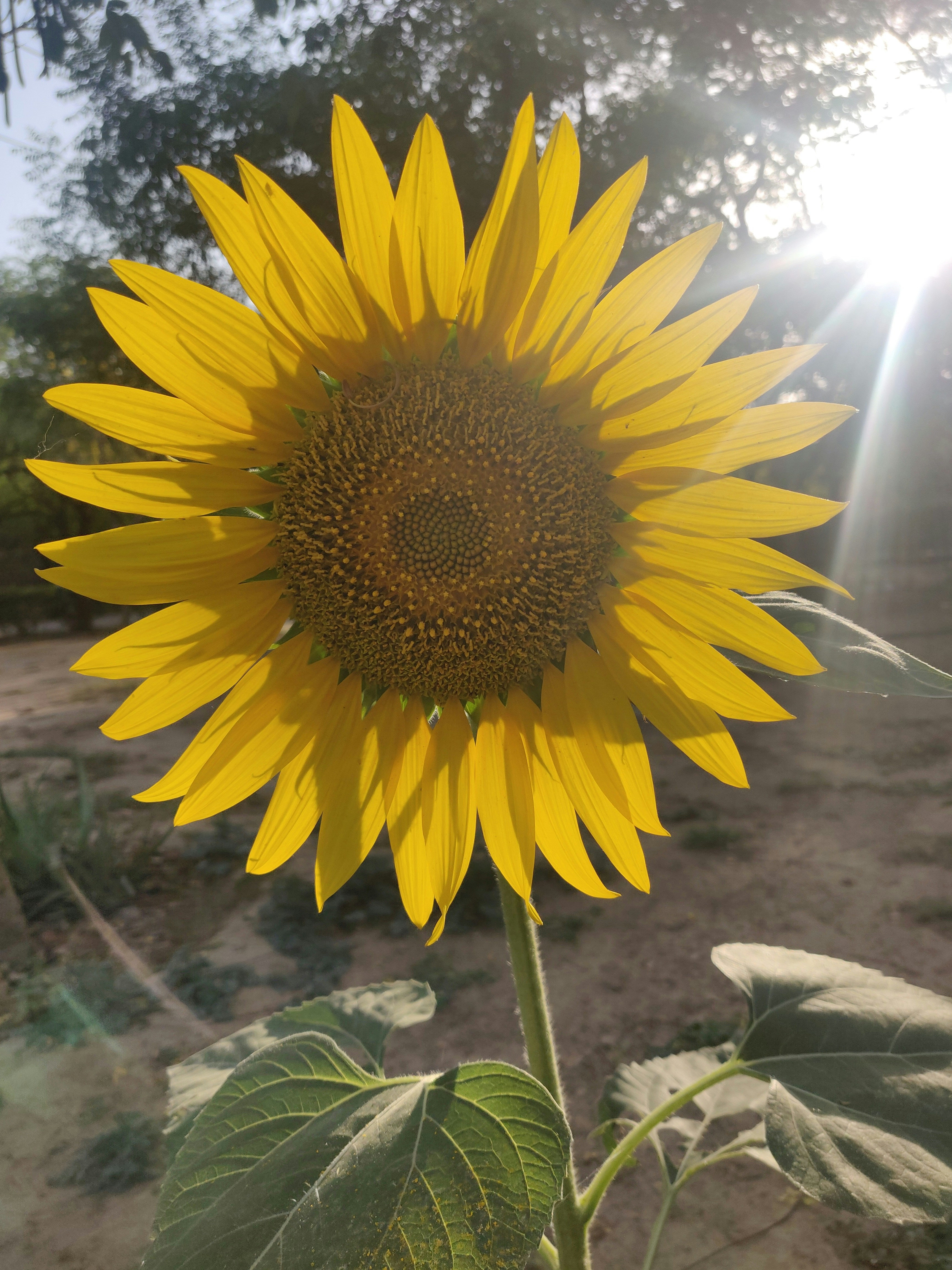 Sunlit Sunflower: A Bold Face of Yellow Against the Backlit Field