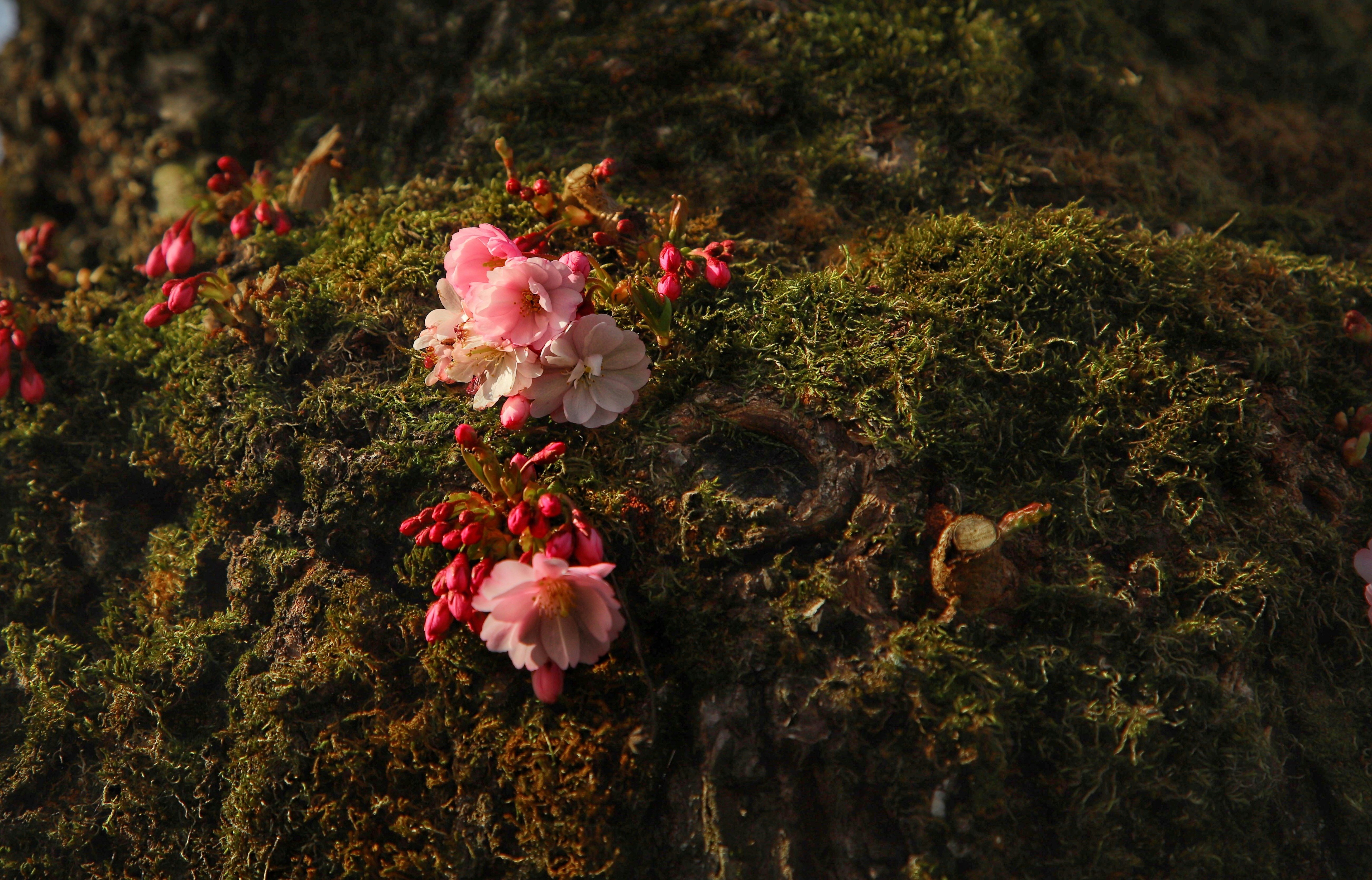 Pink blossoms cling to a moss-wrapped trunk: a quiet moment on weathered bark