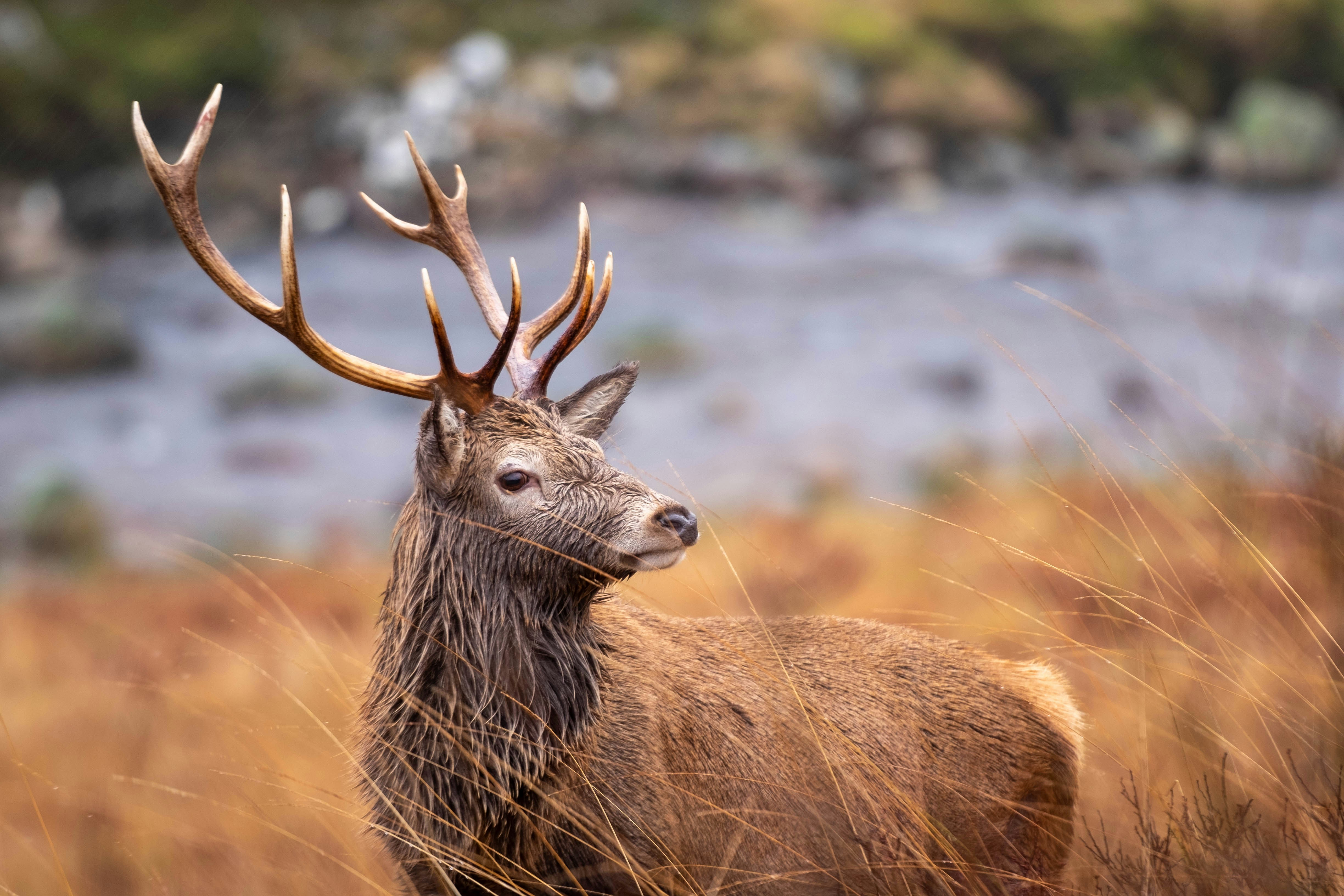 Scotland | 13 best free scotland, uk, mammal and animal photos on Unsplash