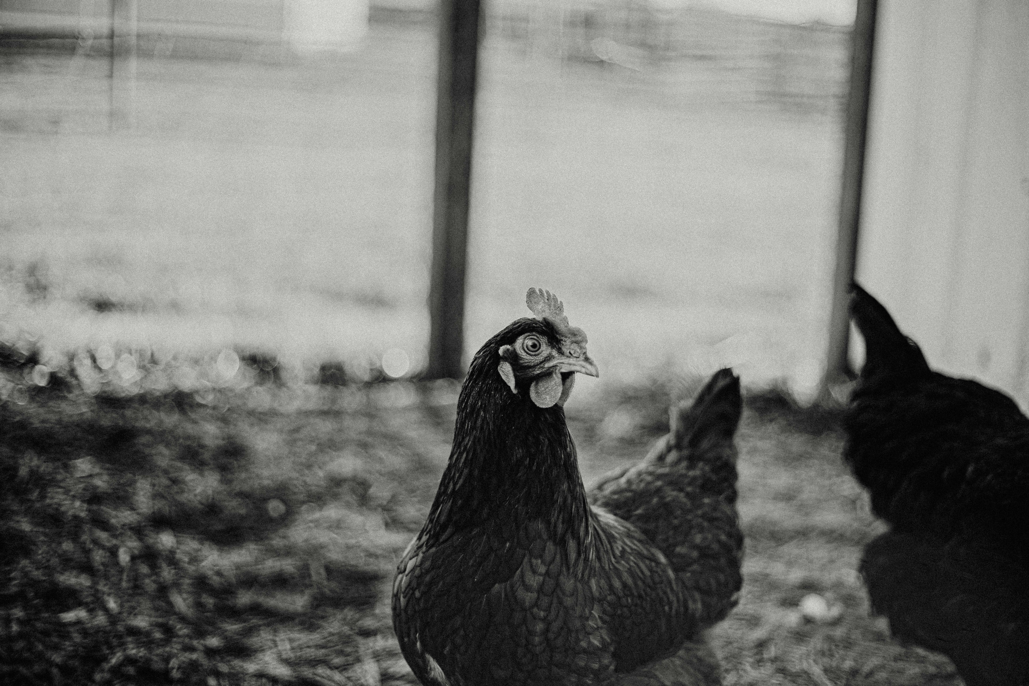 A black and white photo of two chickens photo – Free Grey Image on Unsplash