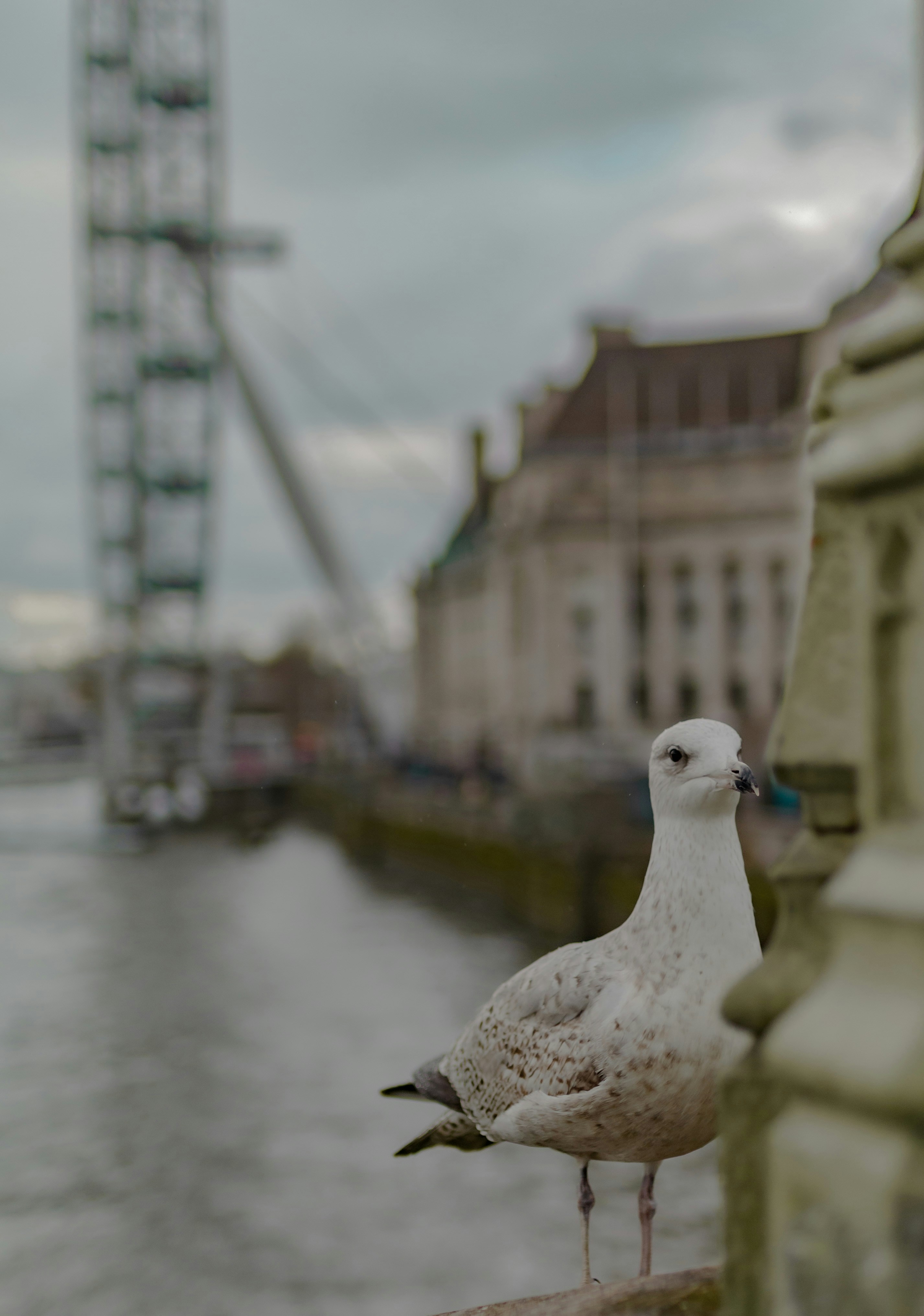 Pigeon’s Quiet Perch Over the Thames with a Blurred London Eye