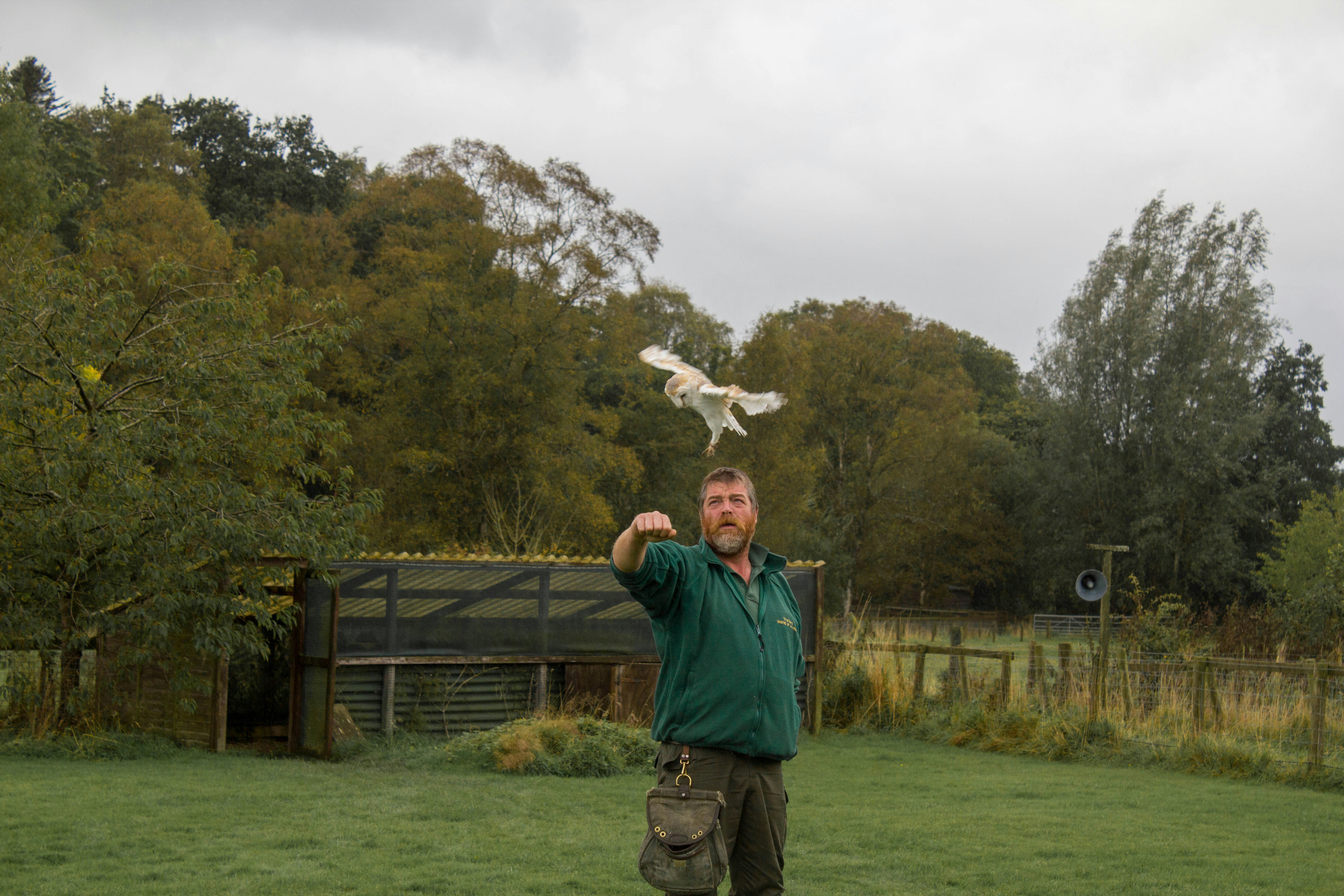 Falconer in Training: A Man and a Daring Landing