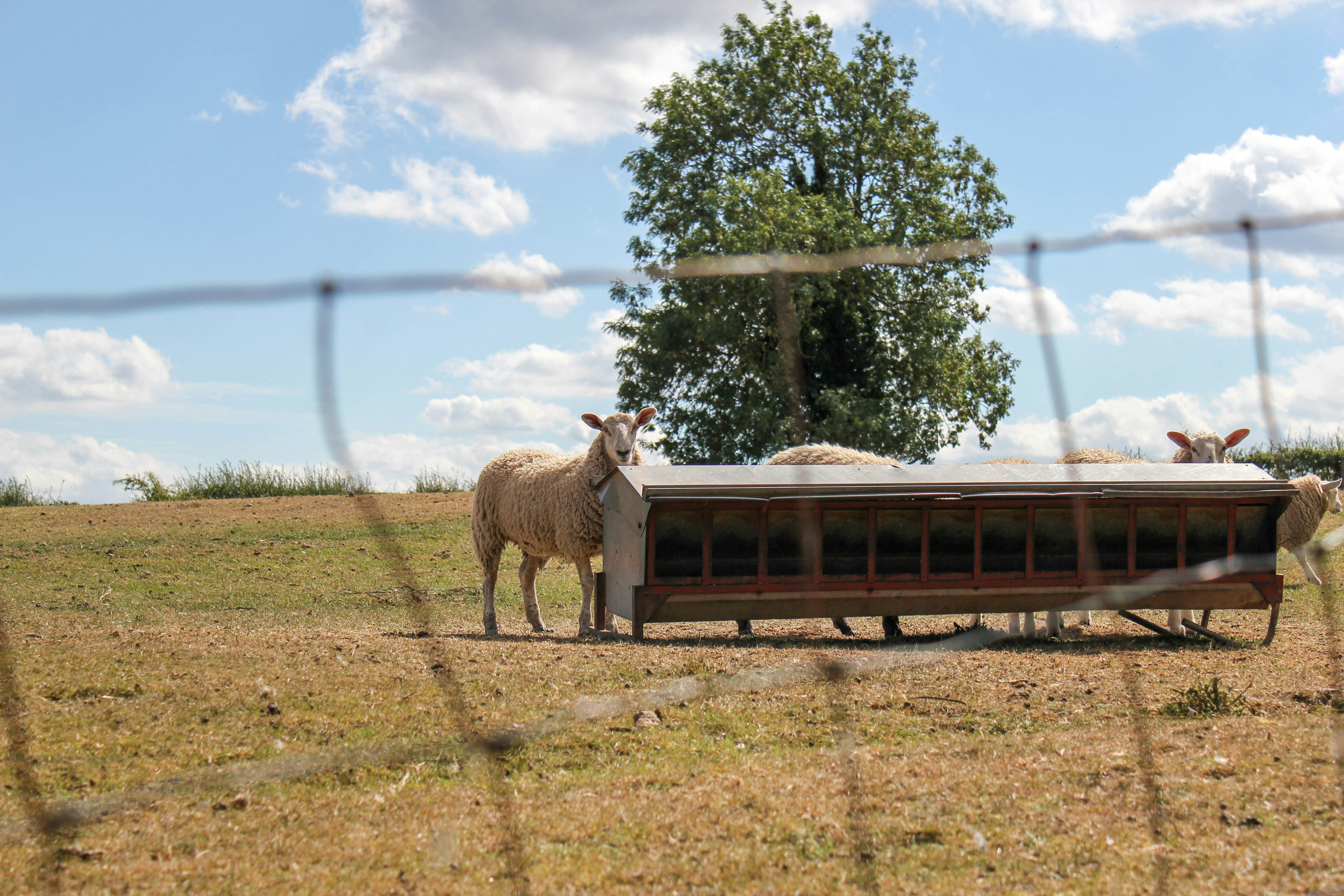 Foto Una pareja de ovejas de pie una al lado de la otra en un campo ...
