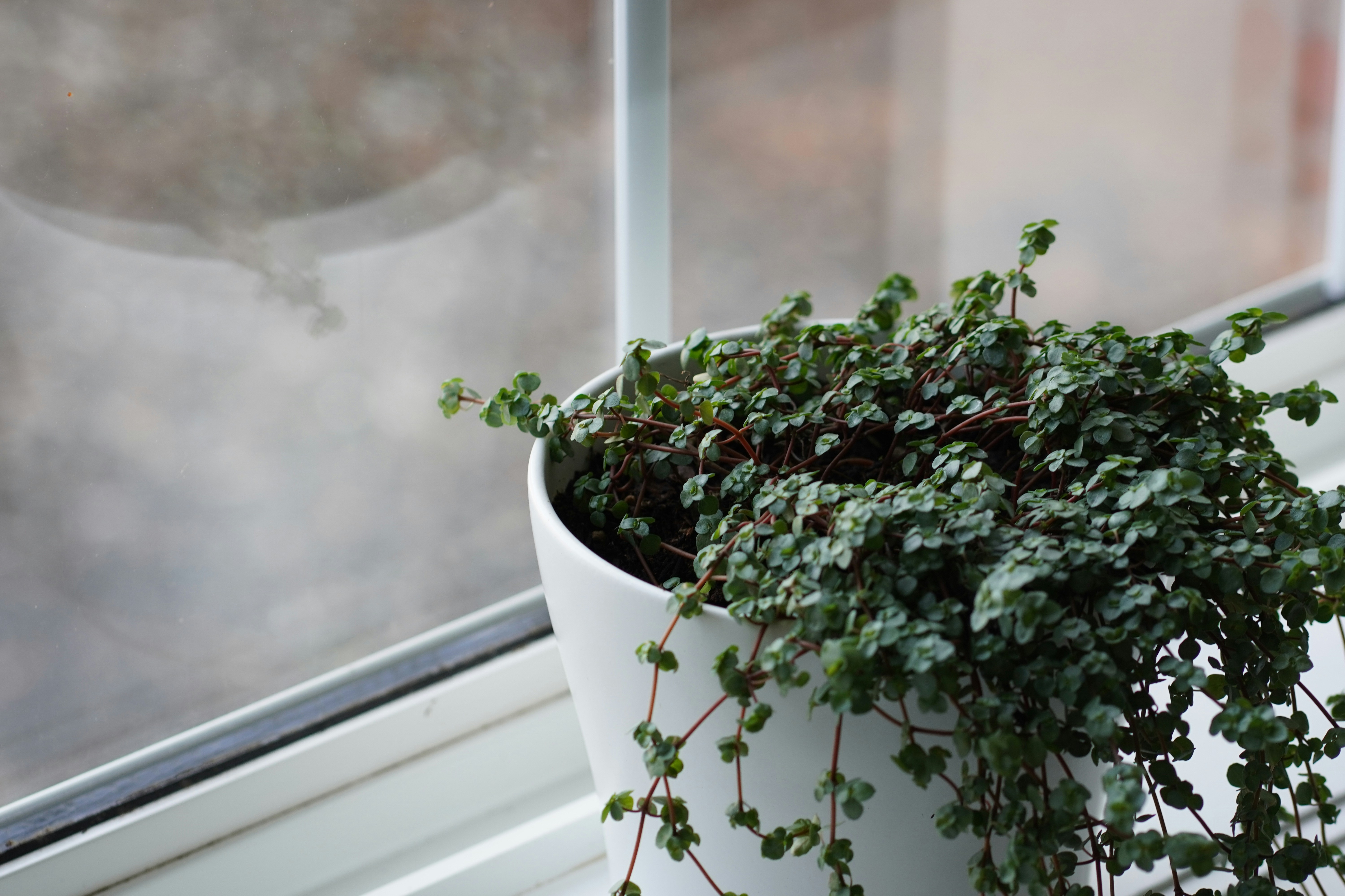 Une plante en pot assise sur un rebord de fenêtre photo – Photo Gris ...