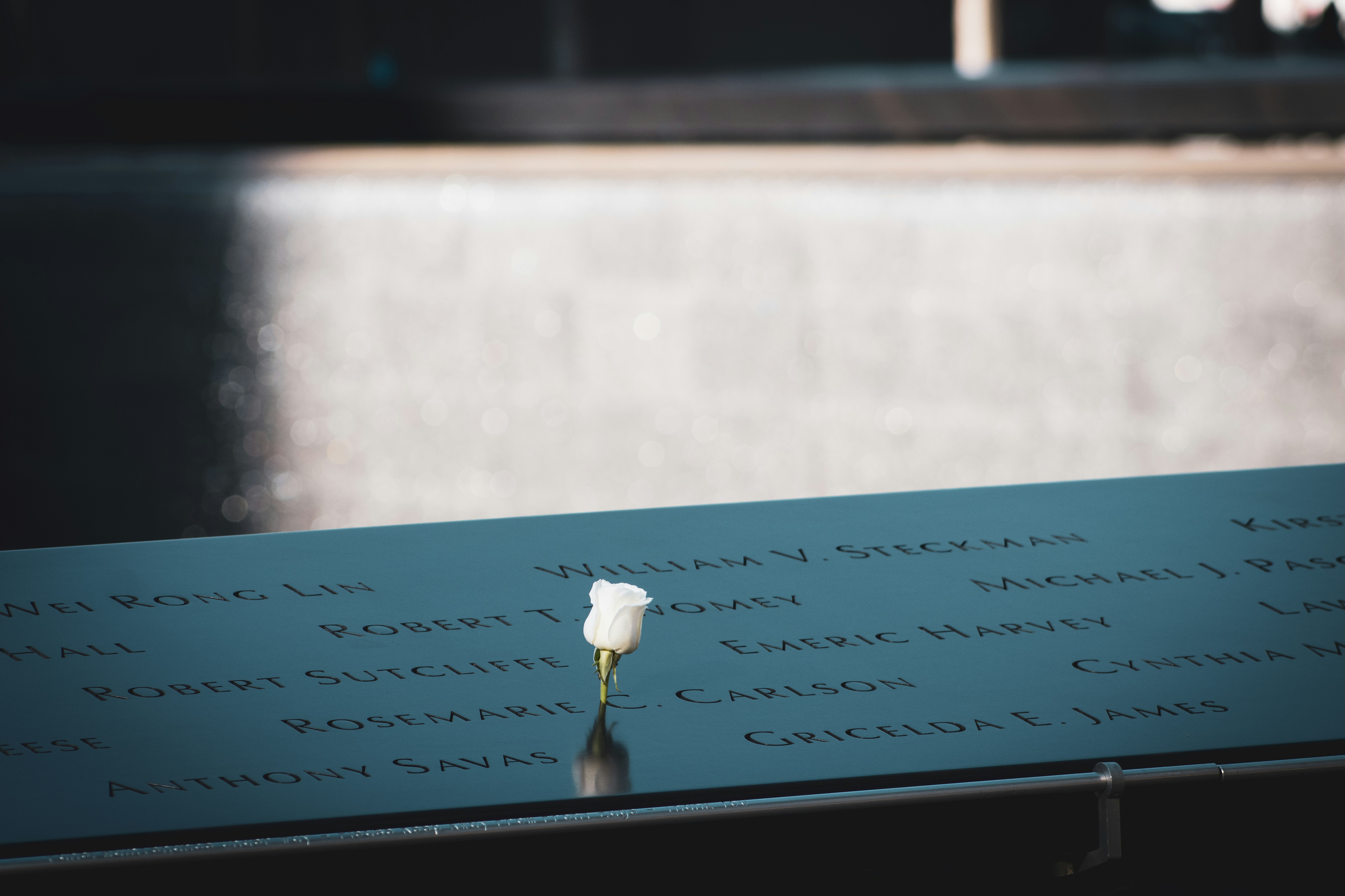 A Solemn Tribute: The White Rose of Remembrance