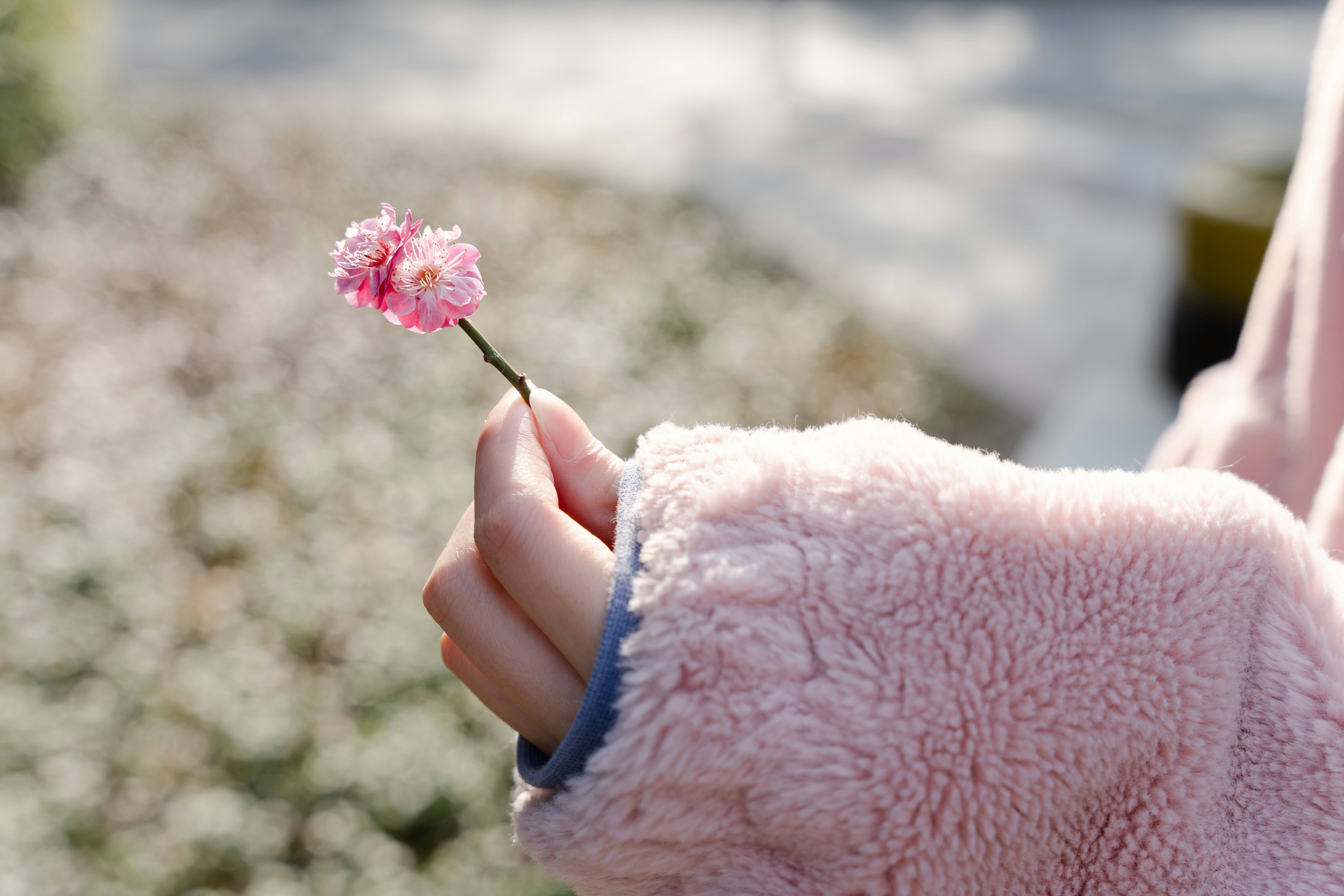 Petal Cradle: A Tiny Pink Blossom Gripped by Cozy Fleece