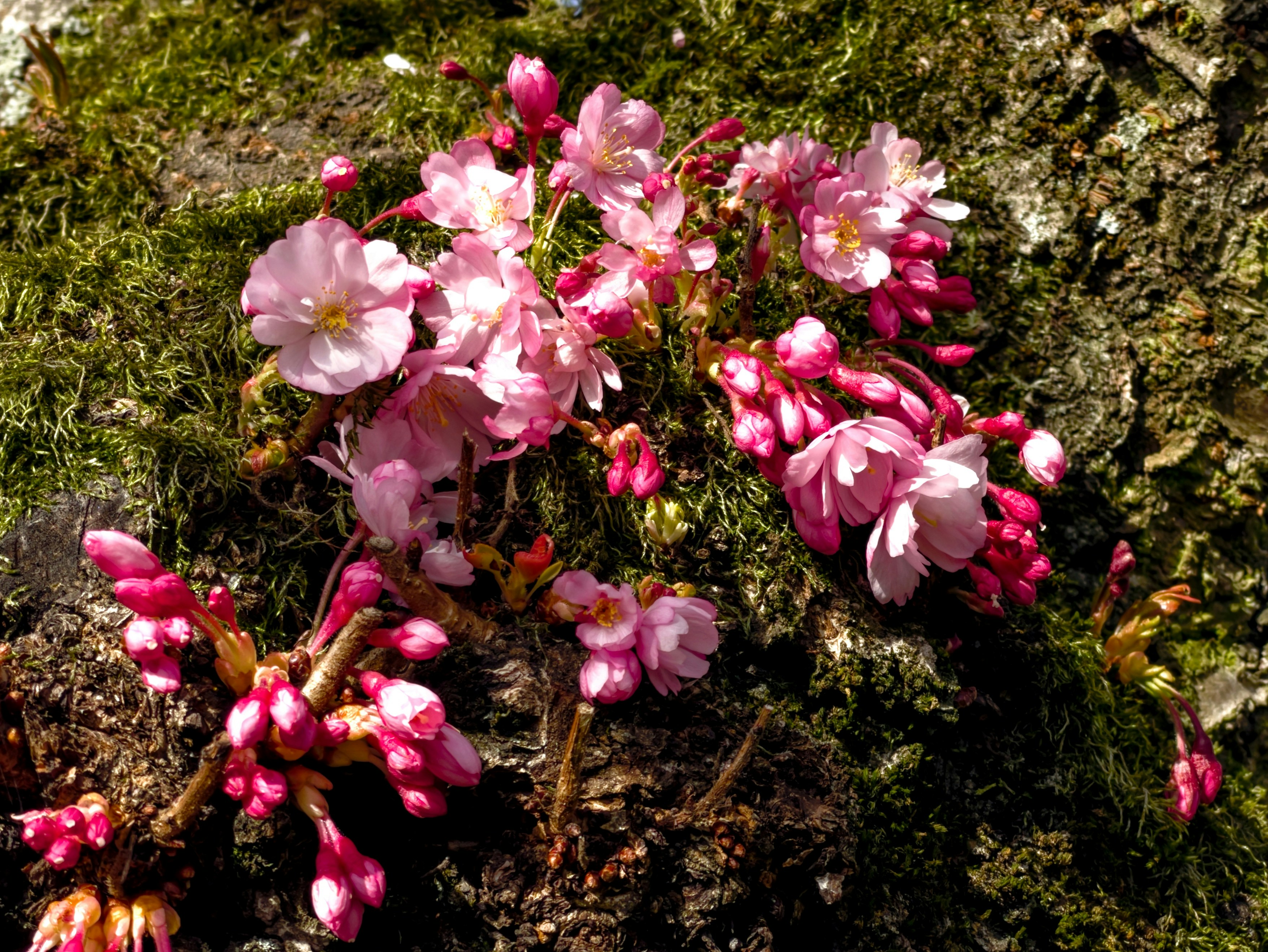 Petals in the Moss: A Sunlit Close-Up of Pink Spring Blooms