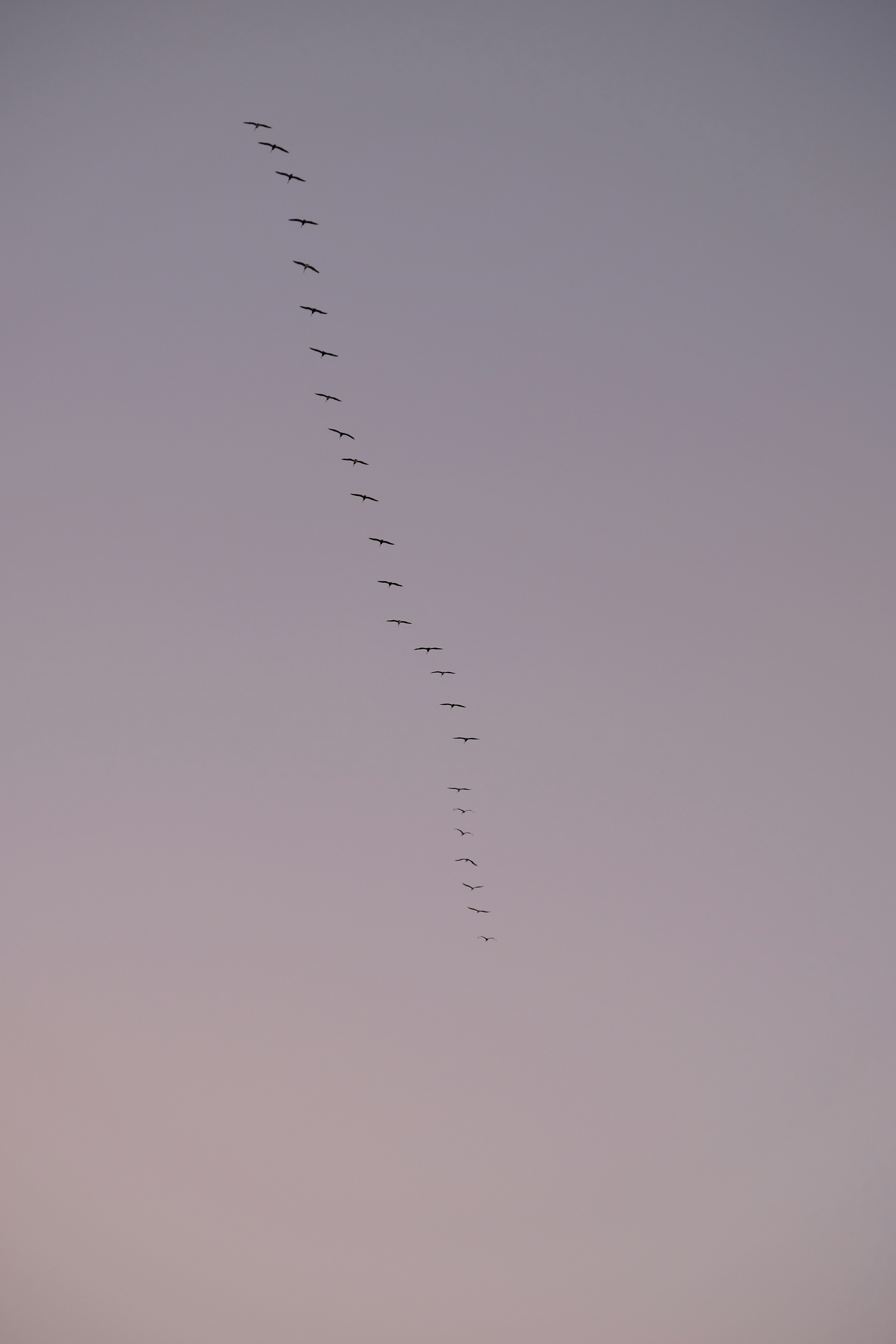 A formation of birds gracefully flying across a pastel sky, creating a rhythmic pattern against the soft backdrop of twilight.