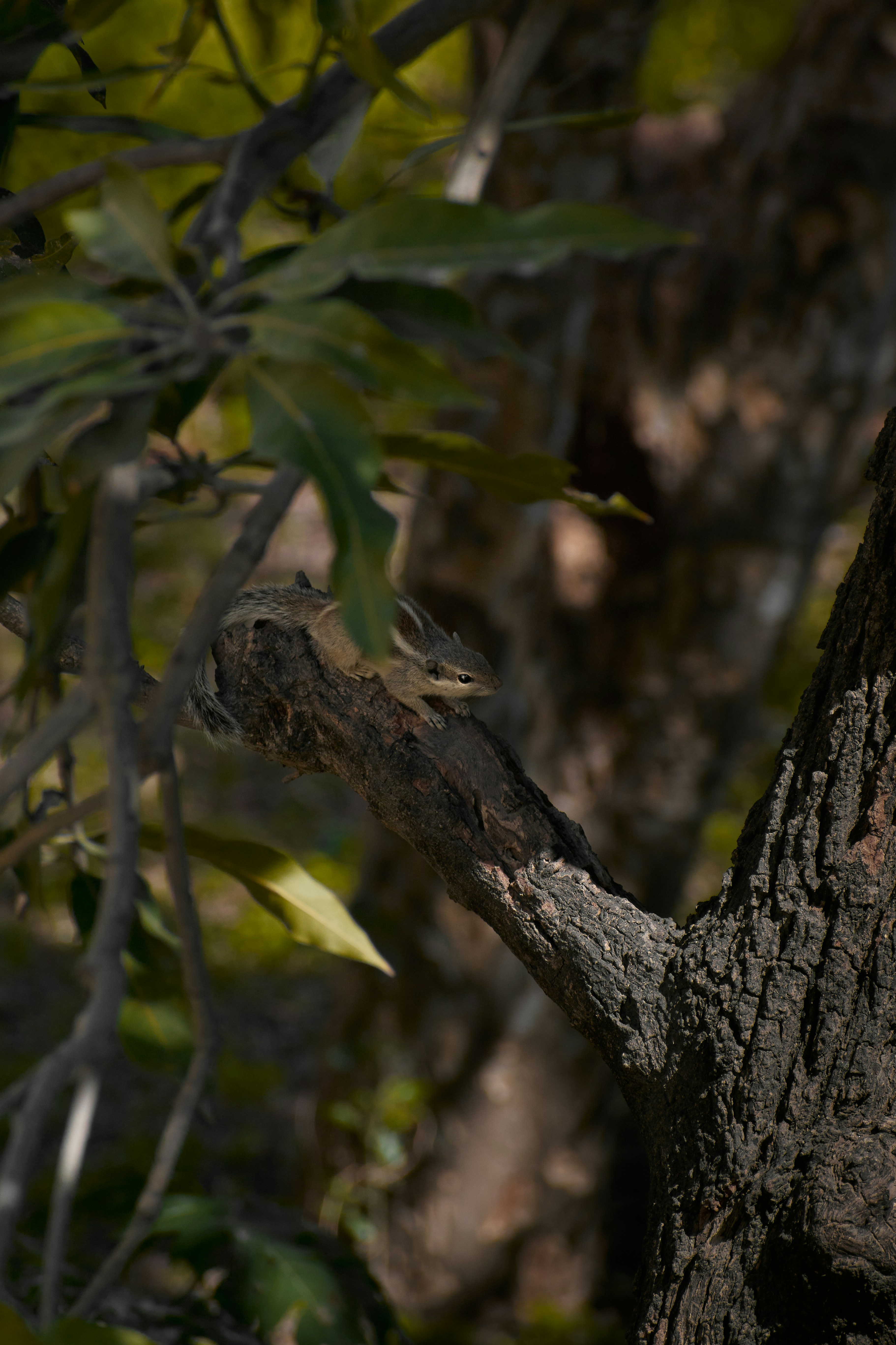 A squirrel rests on a branch, surrounded by vibrant foliage in a sun-dappled forest. The scene captures the tranquility of wildlife in its natural habitat.