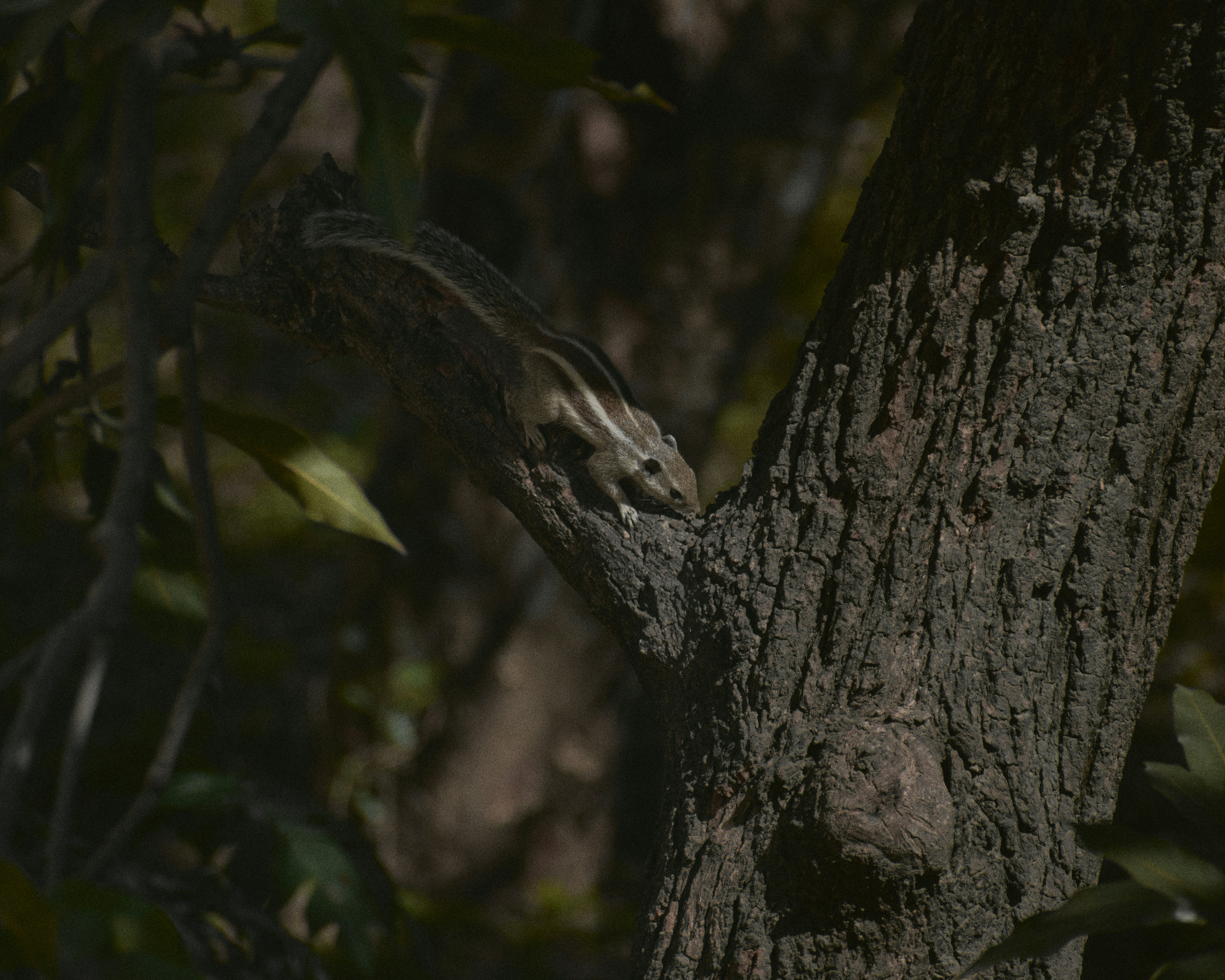 Squirrel on the 🌲🏡
follow for more @curatedbykationn