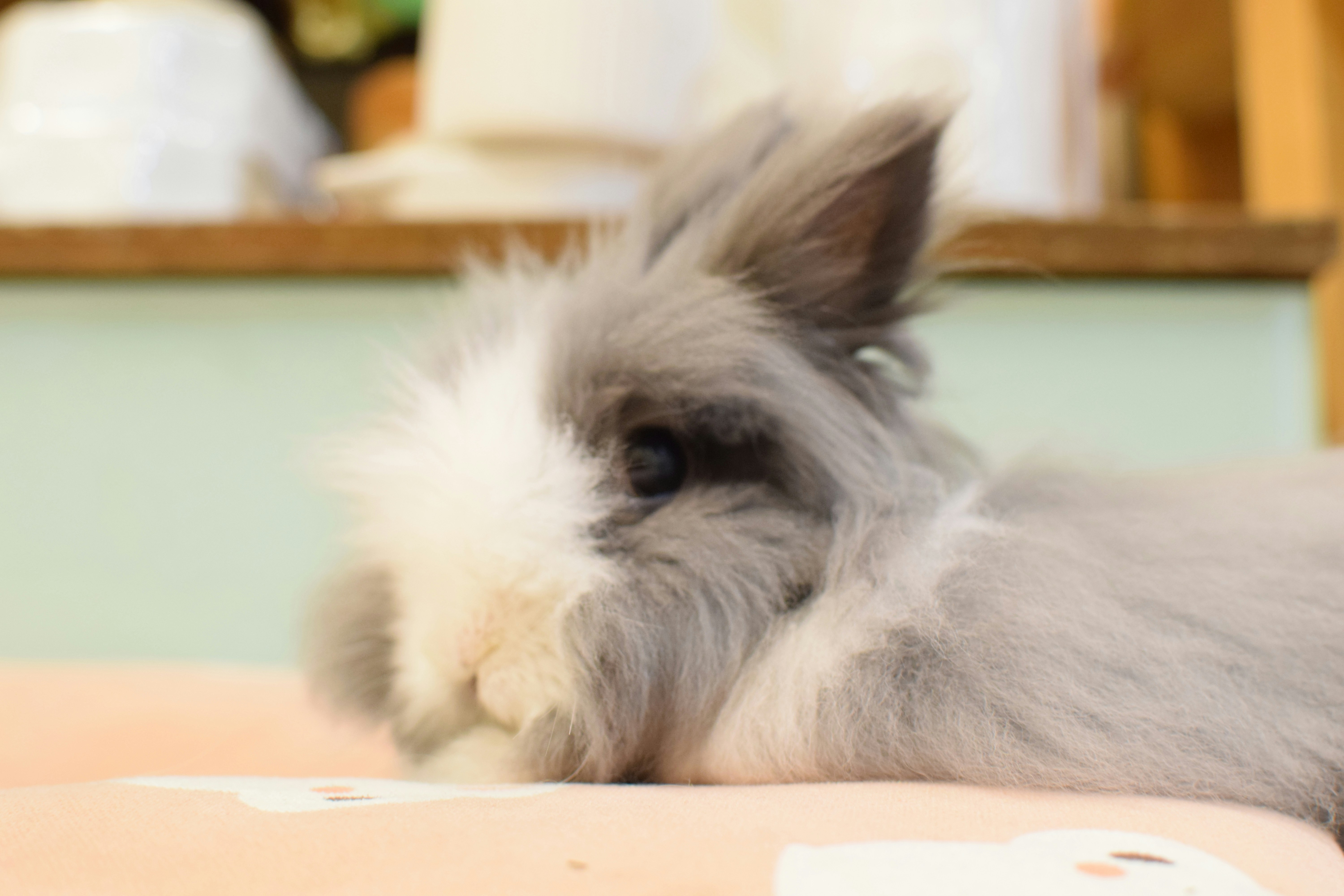 A small gray and white rabbit laying on top of a table photo – Free ...