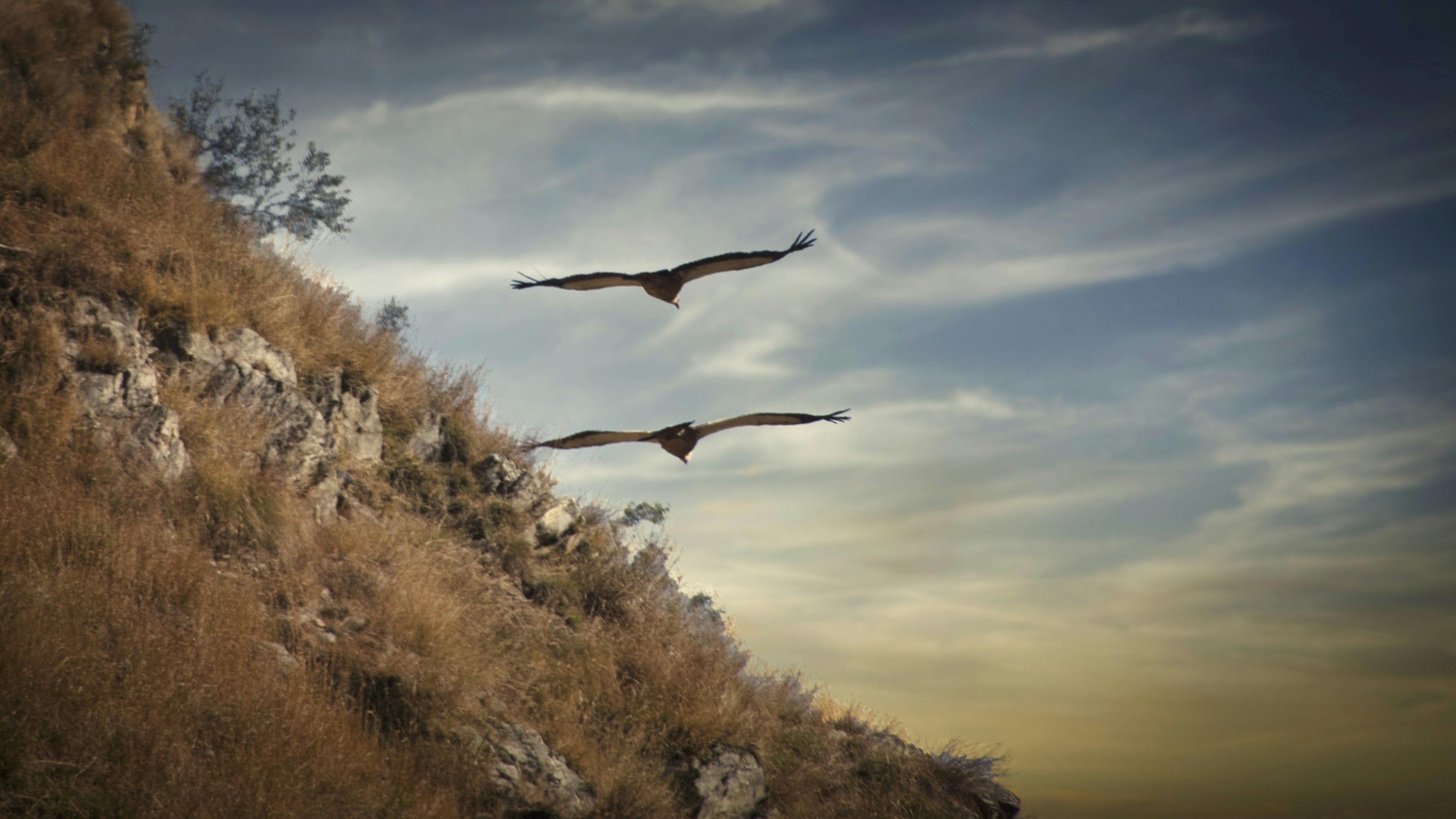 Birds Flying Together Pictures | Download Free Images on Unsplash