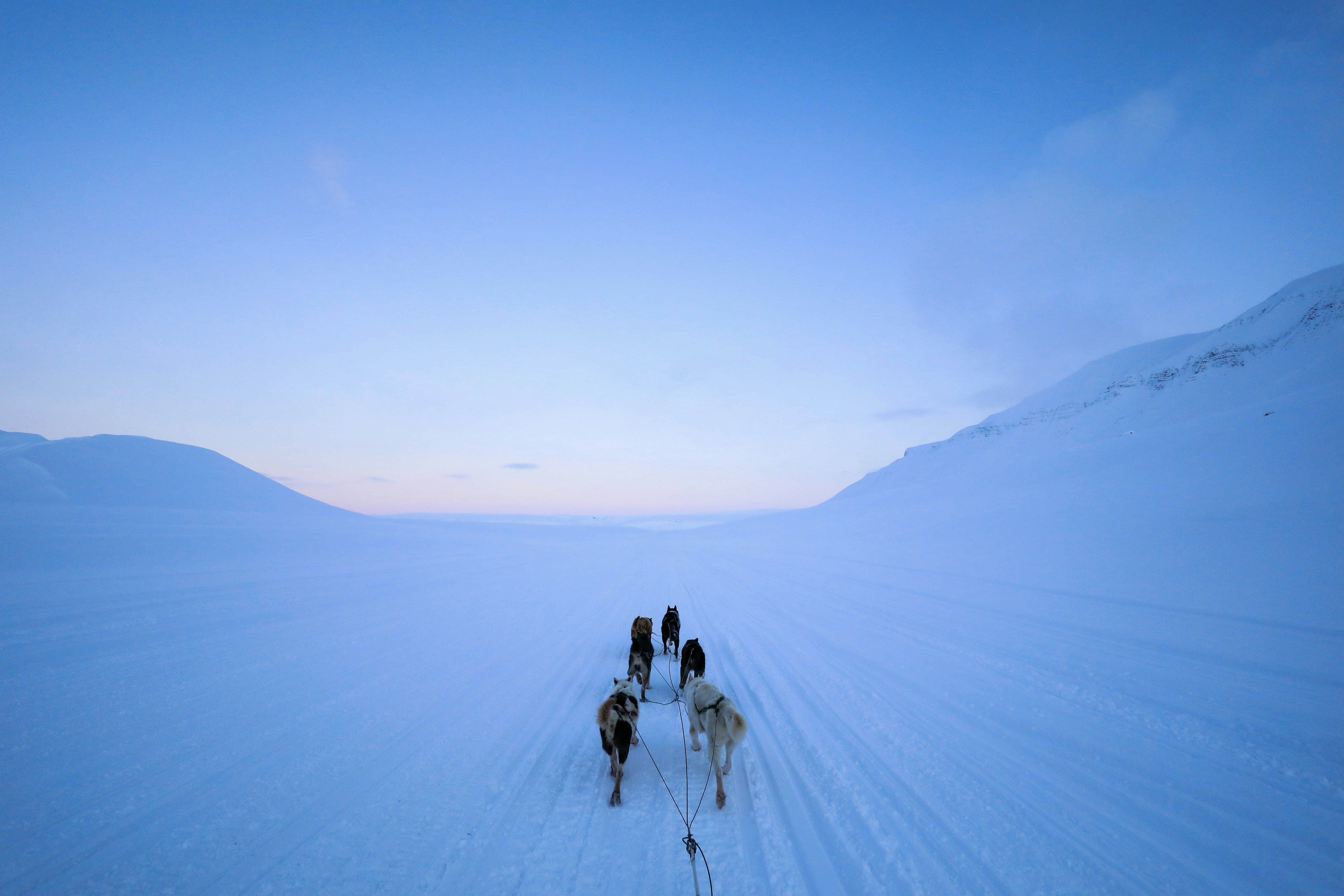 Herd of Huskies Traversing a Snowbound Corridor Toward the Horizon
