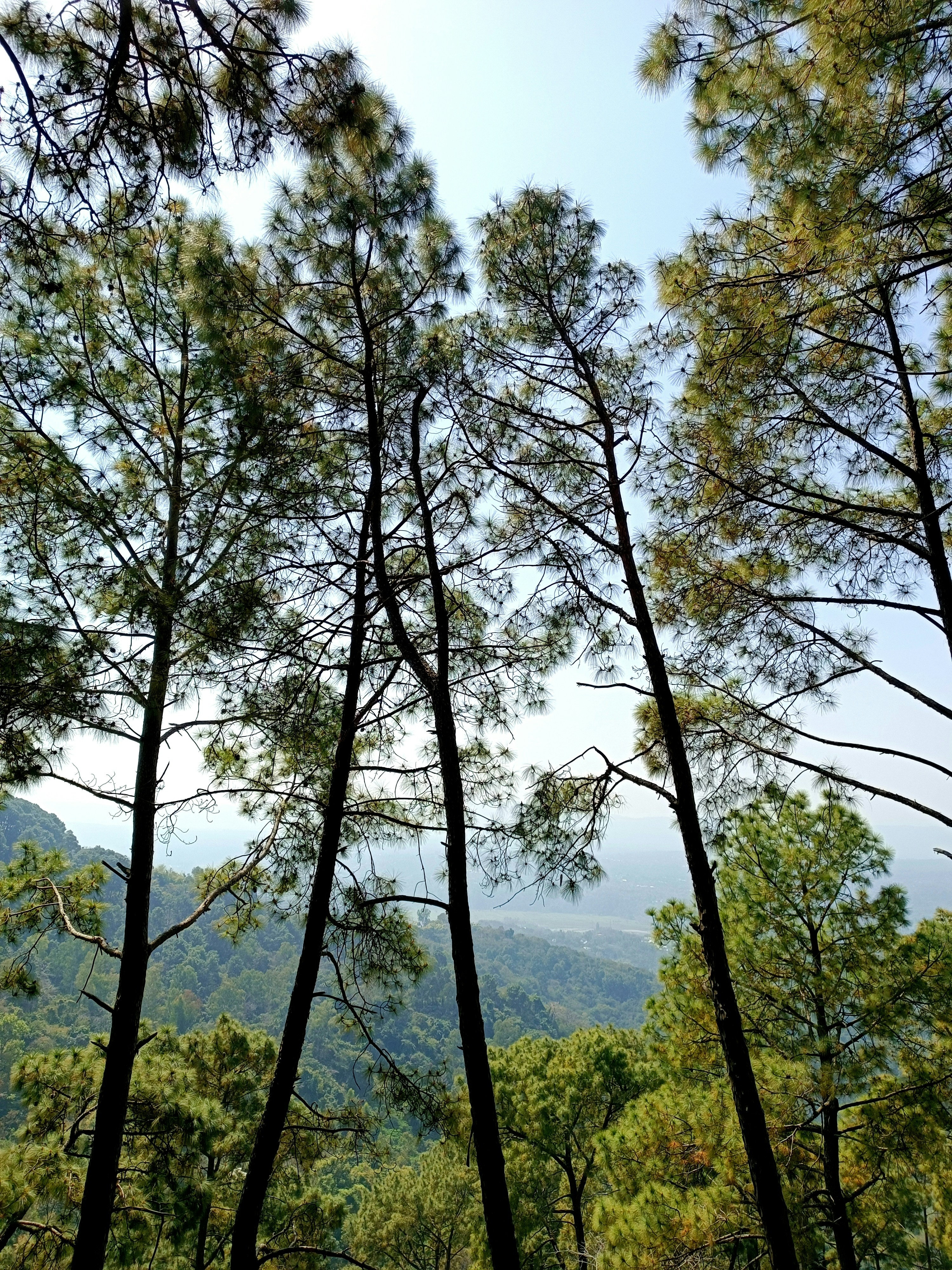 Tall pine trees frame a distant landscape, showcasing layers of green hills under a clear sky.