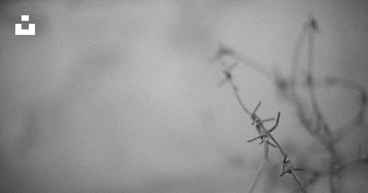 Une Photo En Noir Et Blanc Dune Plante Photo Photo Gris Gratuite Sur Unsplash
