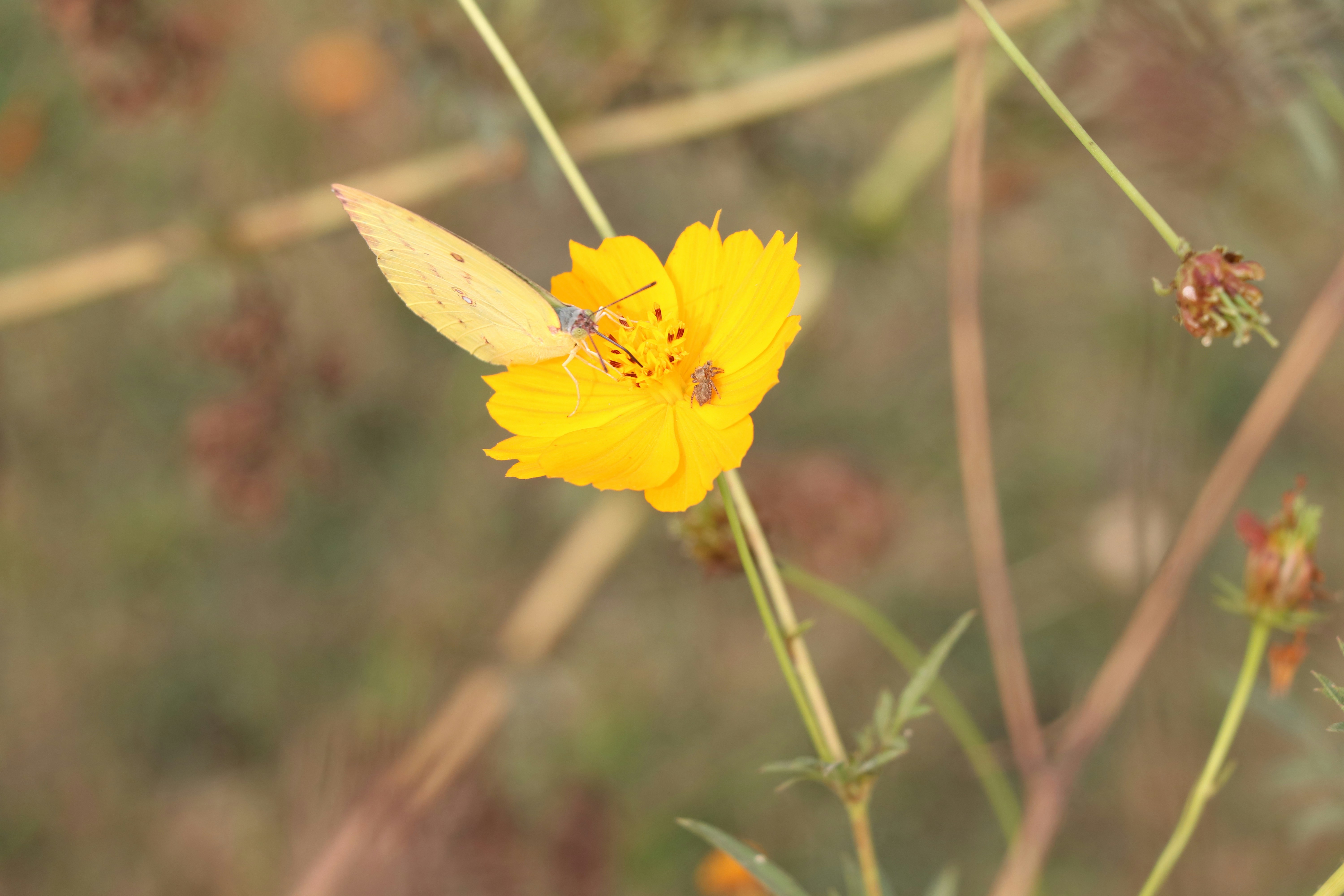 Yellow butterfly resting on vibrant yellow flower amidst a blurred natural backdrop. The delicate details highlight the beauty of flora and fauna.
