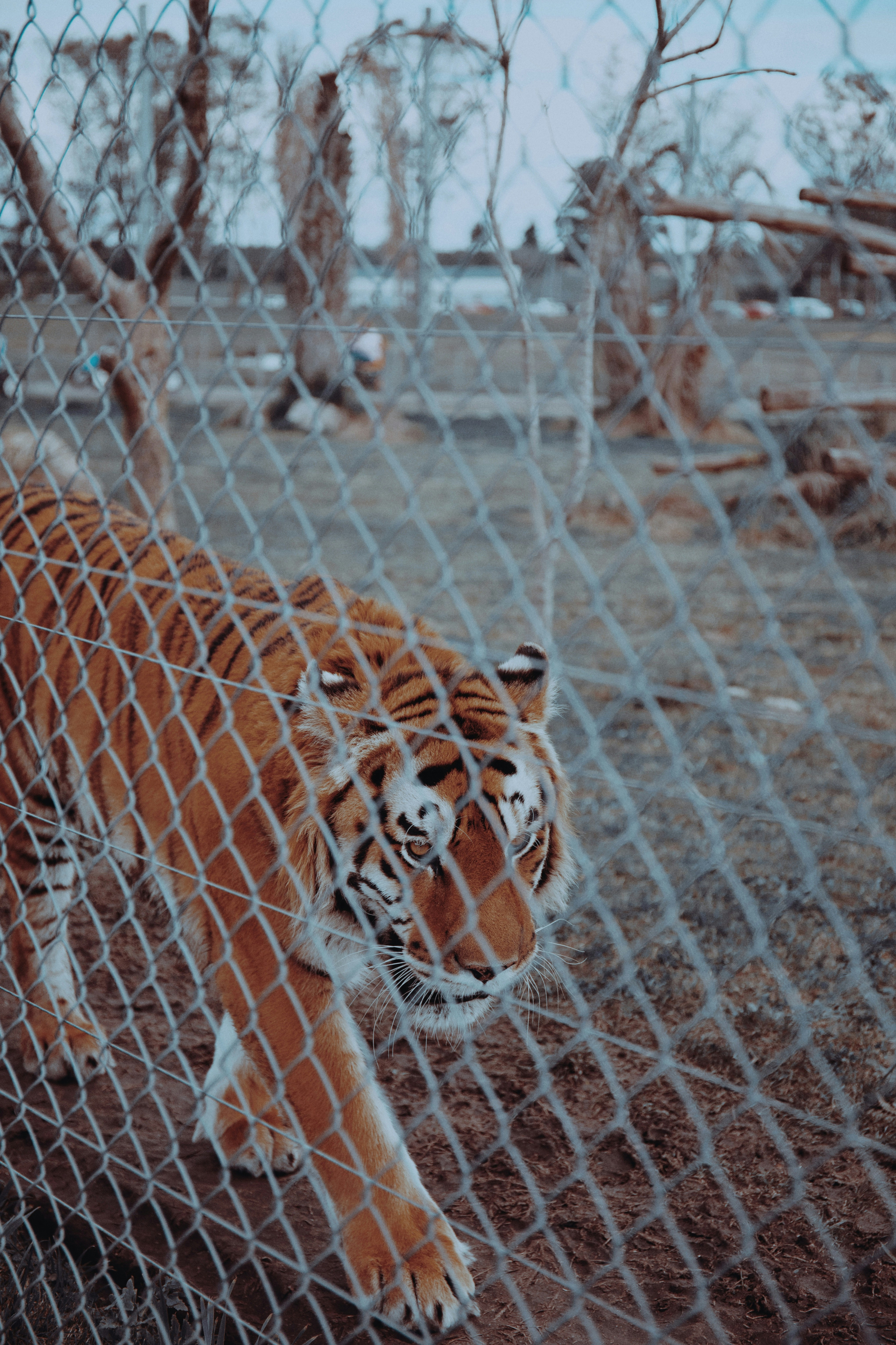 A tiger prowls along a wooden beam, partially obscured by a chain-link fence. The scene captures the essence of wildlife in captivity.