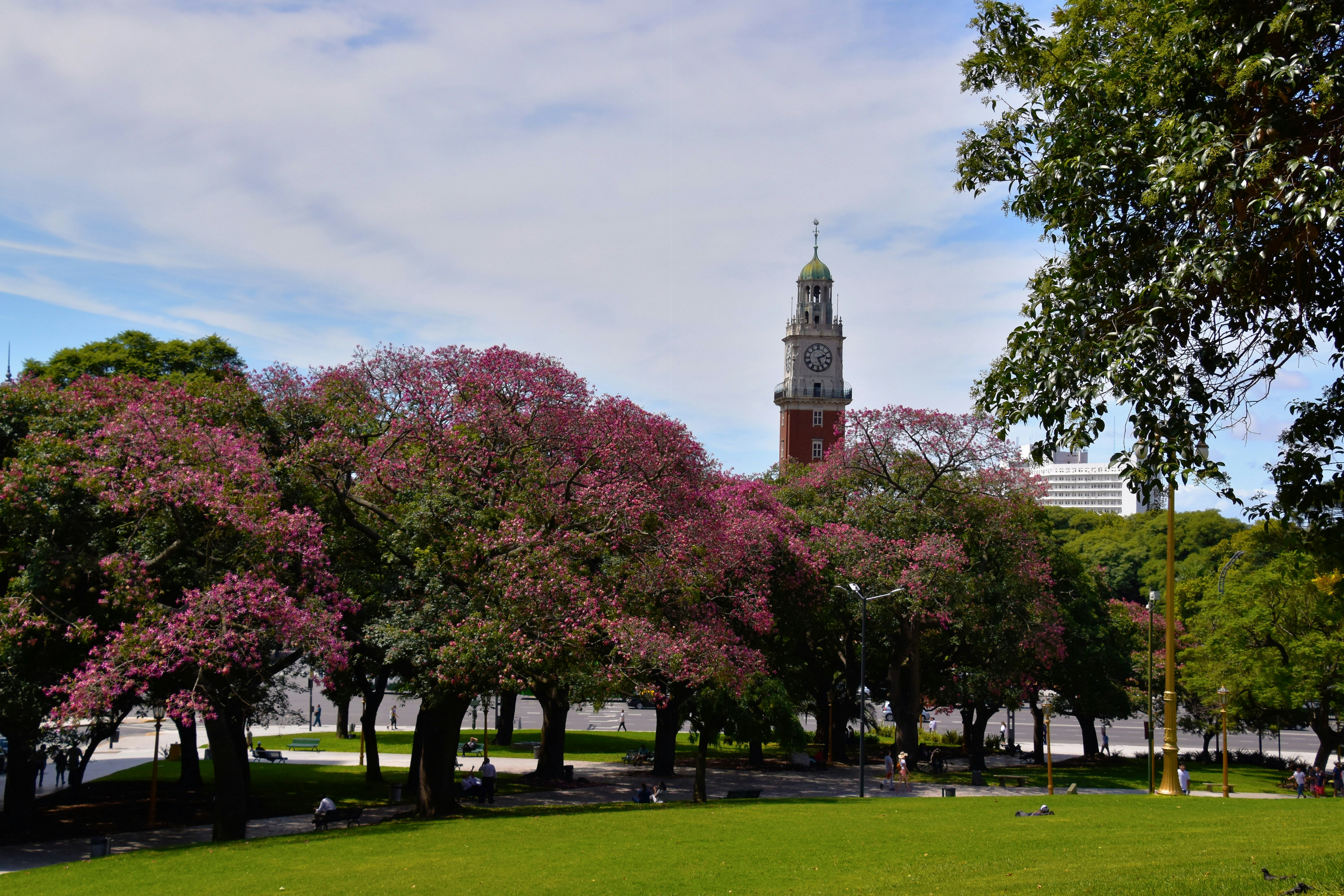 Clock Tower in Bloom: Pink Canopies Framing a City Park Landmark