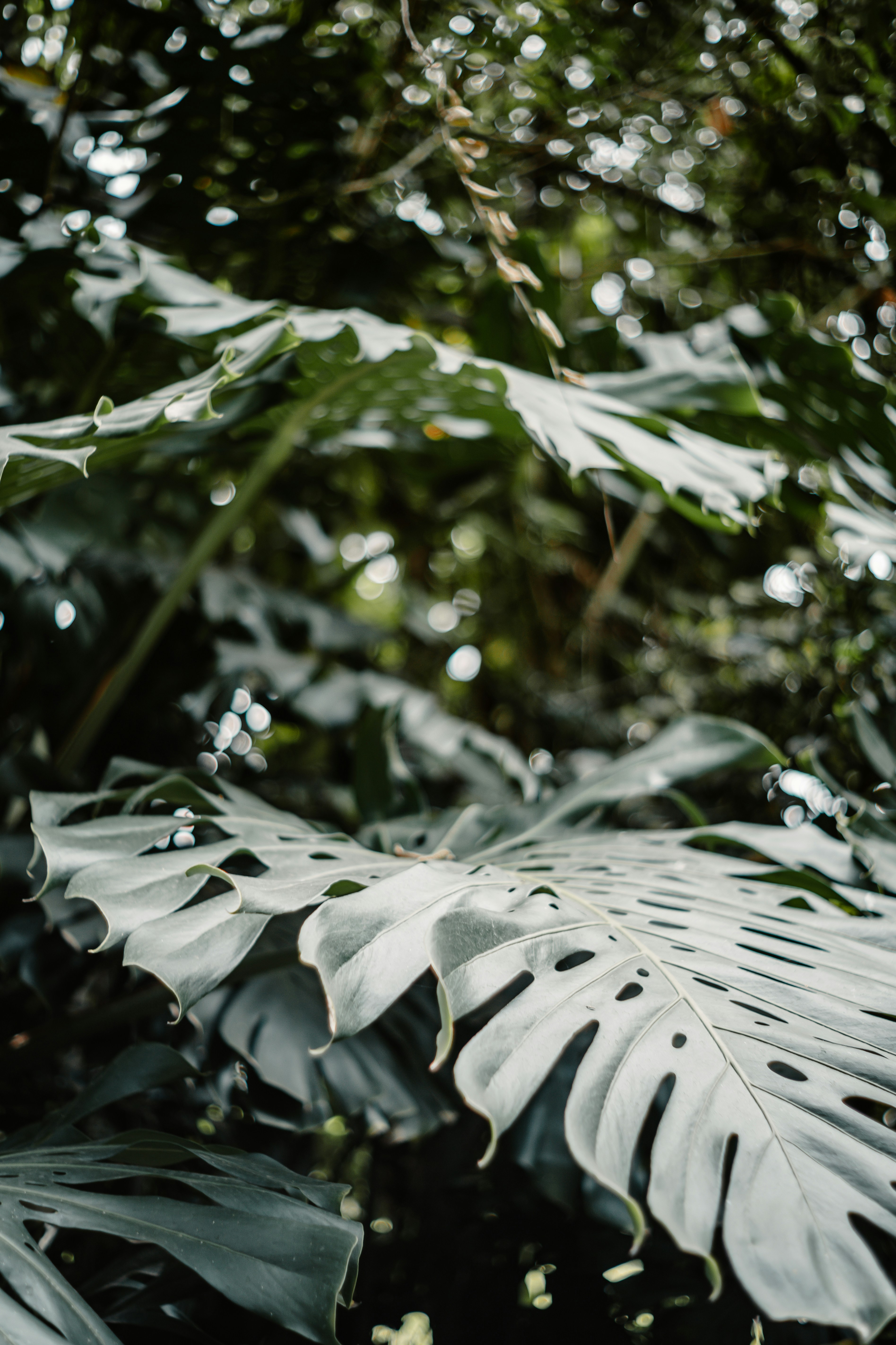 Monstera Lacework in Dappled Shade