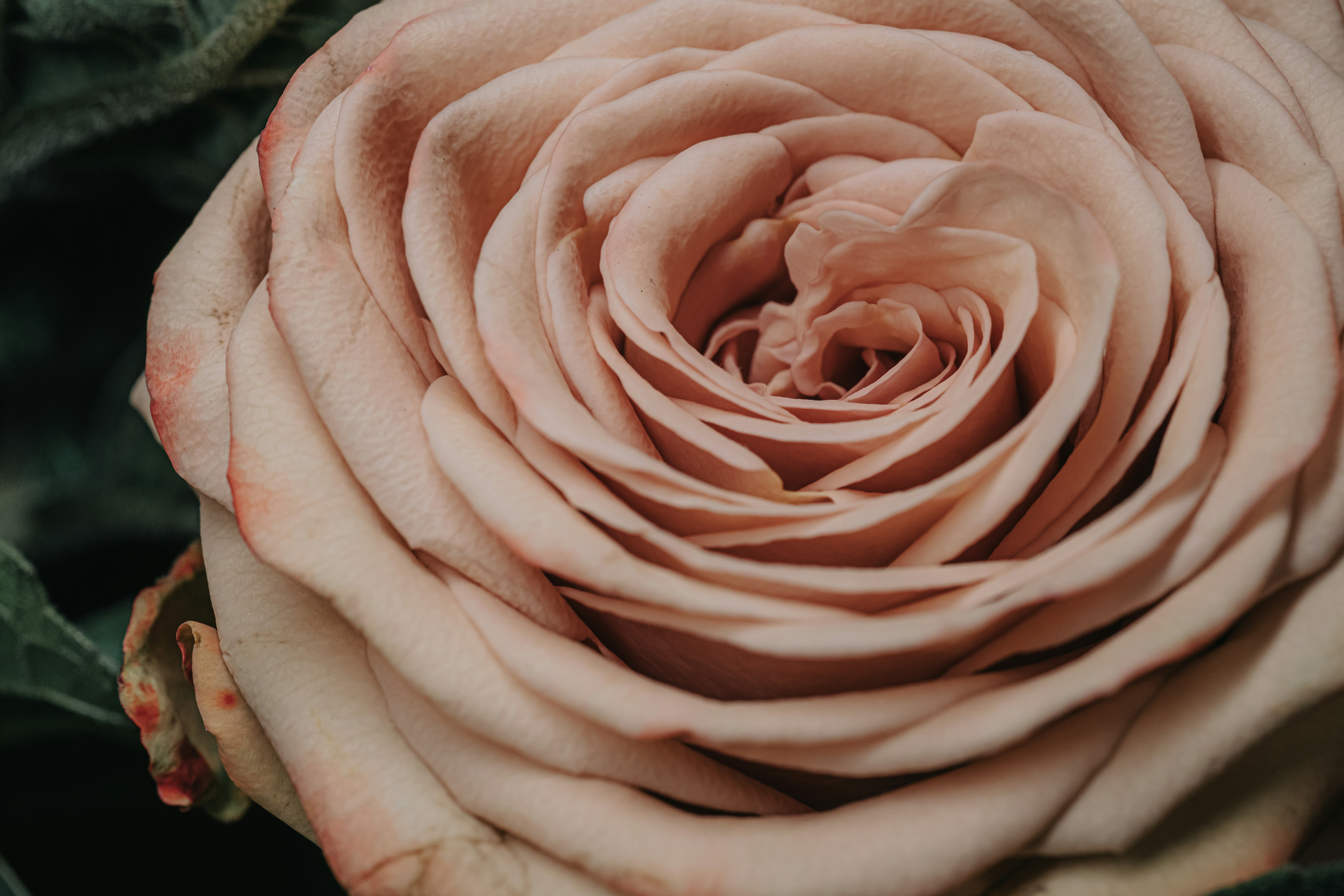 Spiral of blush: a macro portrait of a pink rose