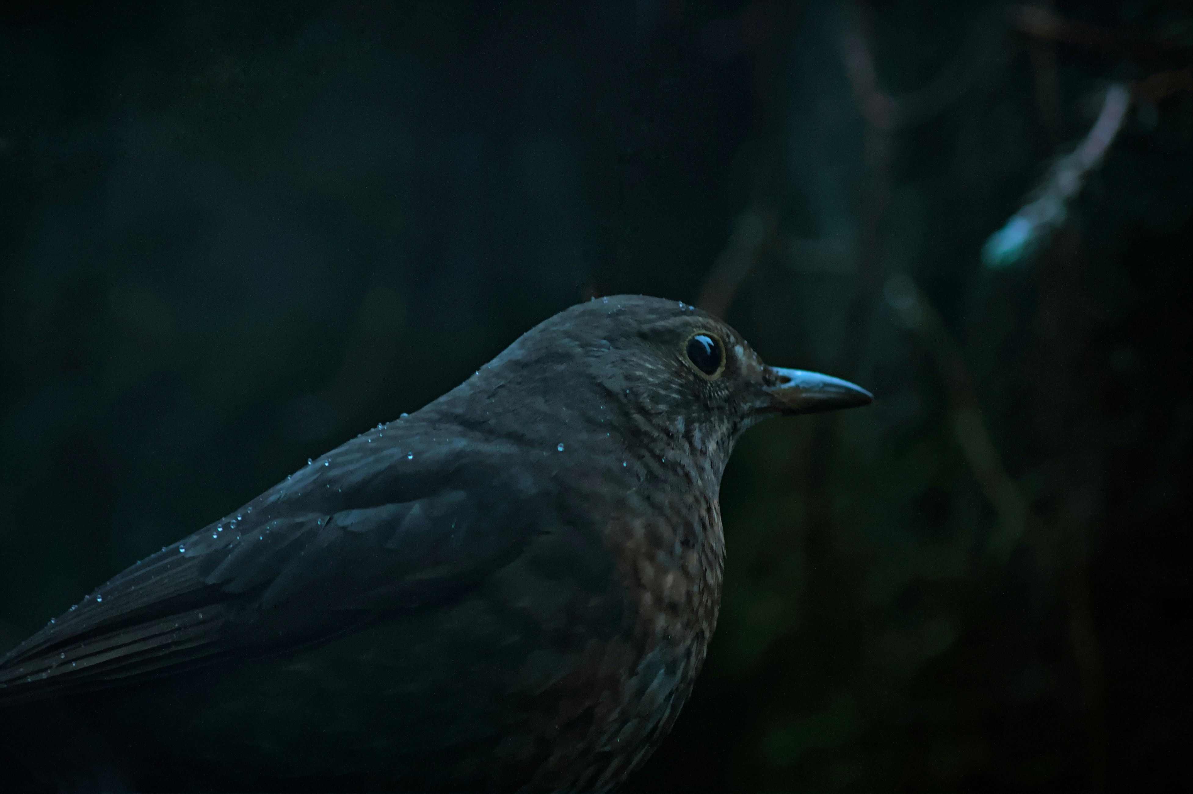 Midnight Watcher: A Rain-Speckled Bird in Shadowed Woods