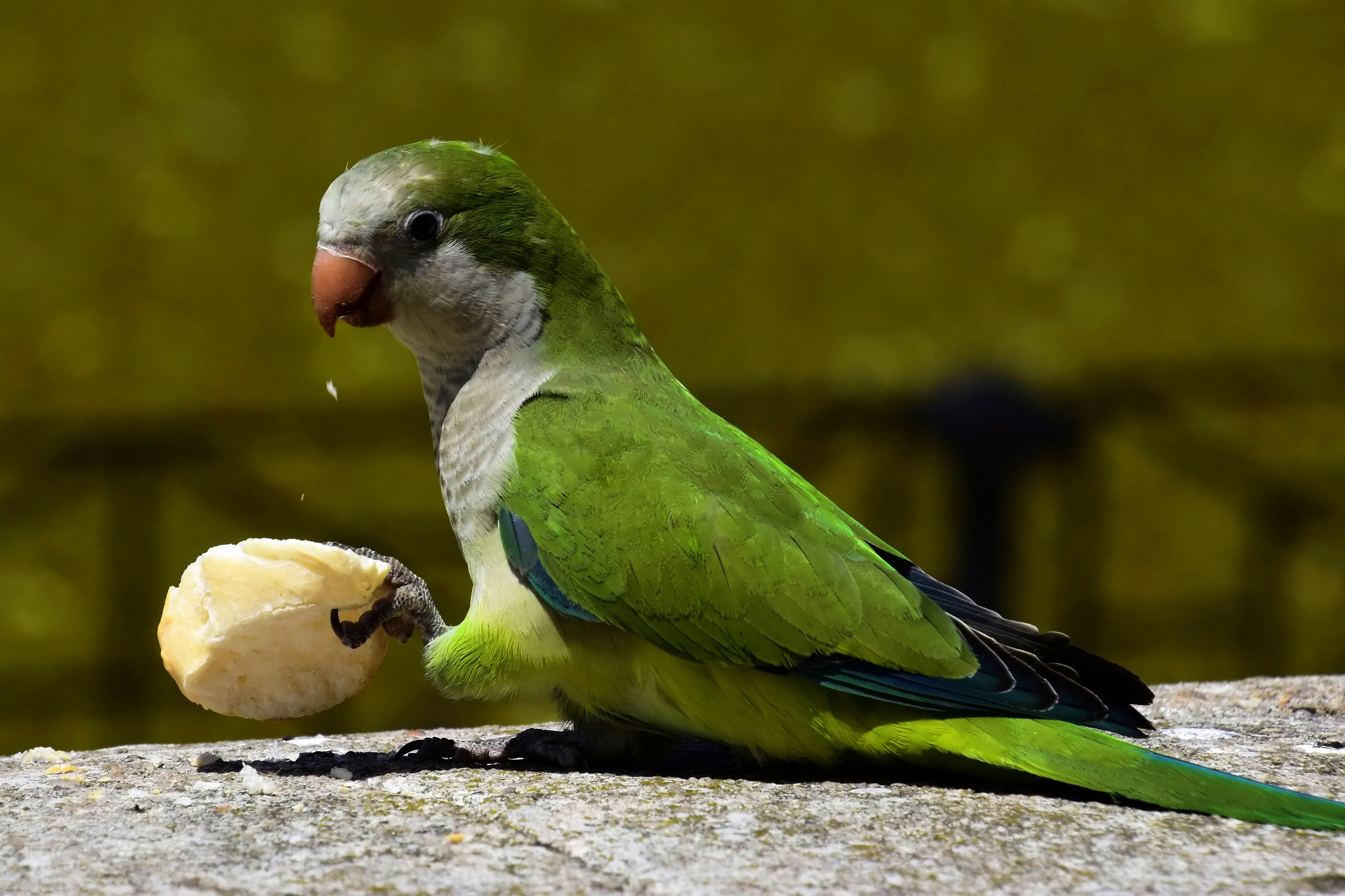 A green parrot eating a piece of fruit photo – Free Animal Image on ...