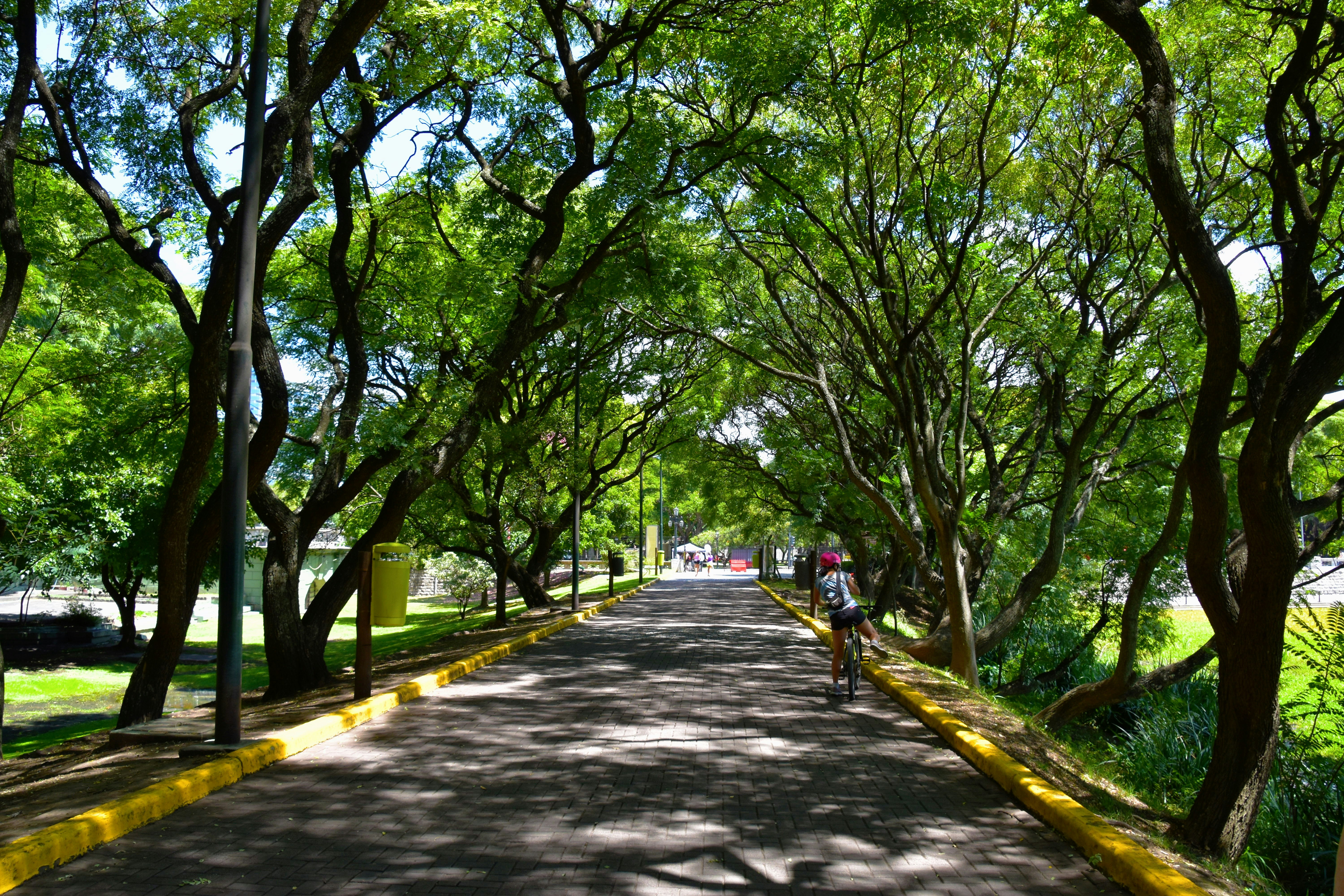 A tree-lined pathway inviting a cyclist, framed by vibrant green foliage and dappled sunlight. The scene captures a peaceful moment in an urban park.
