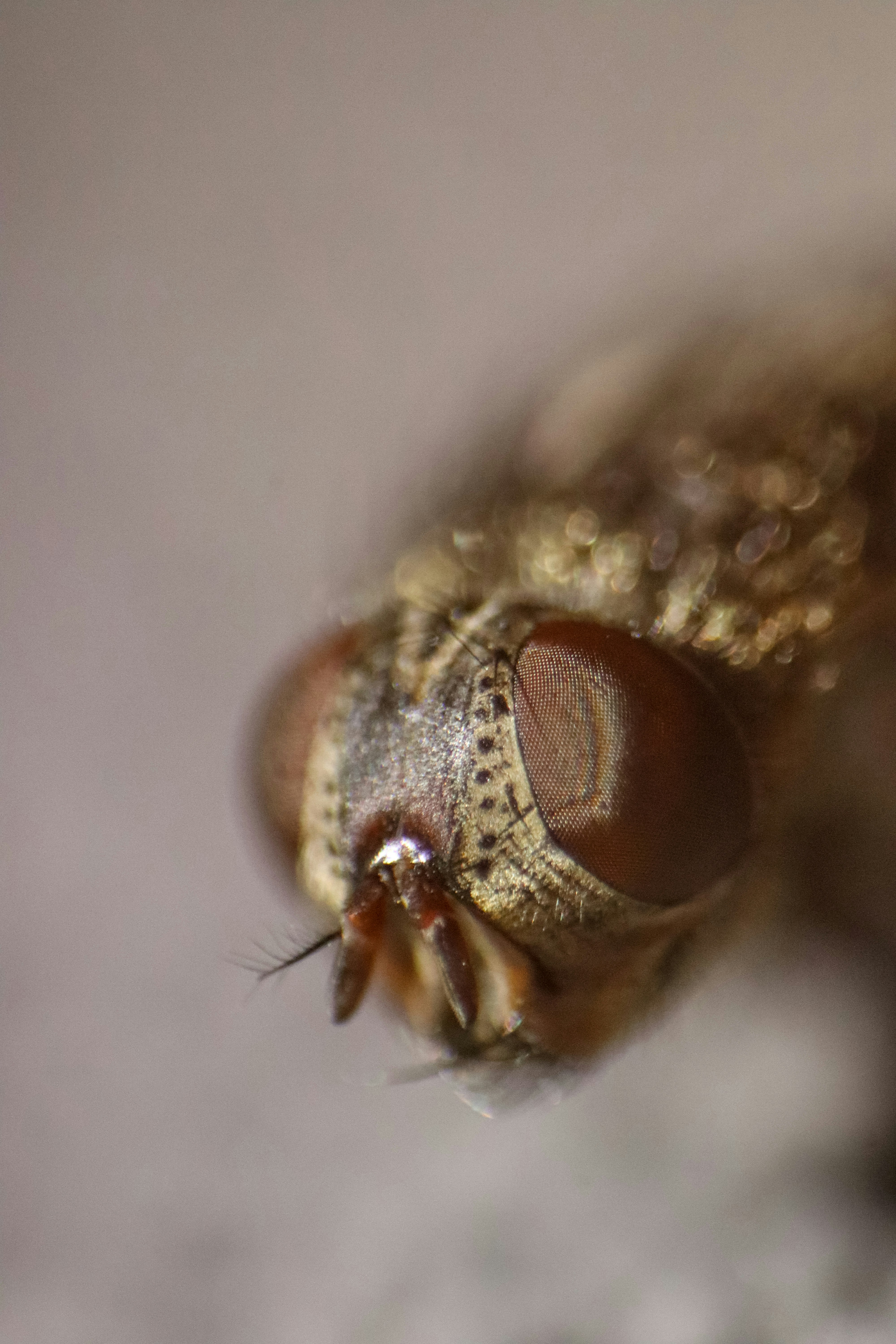 Vue rapprochée de la tête d’une mouche photo – Photo Mouche Gratuite ...