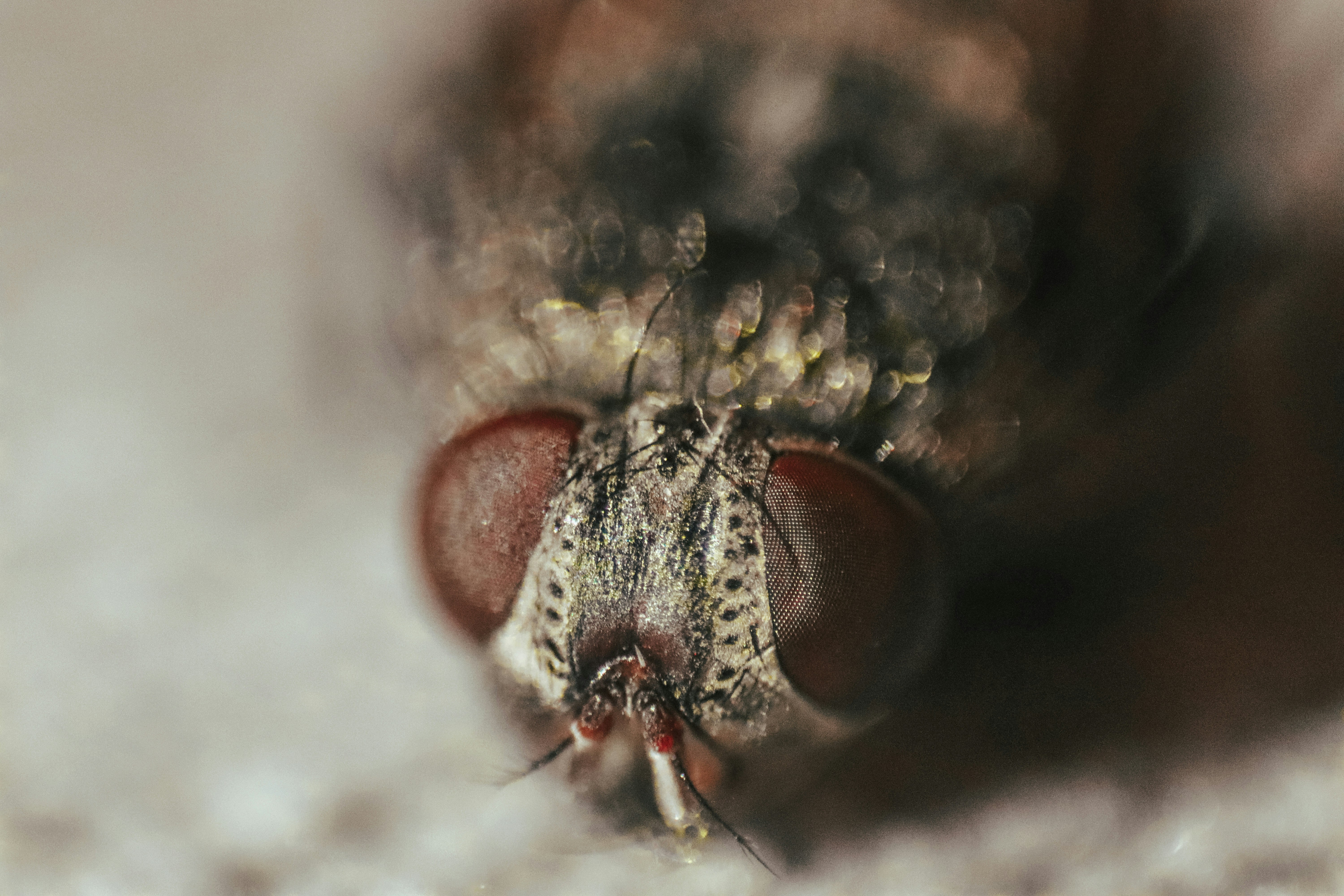 Glimmer in the Gloom: Macro Portrait of a Fly's Compound Eye