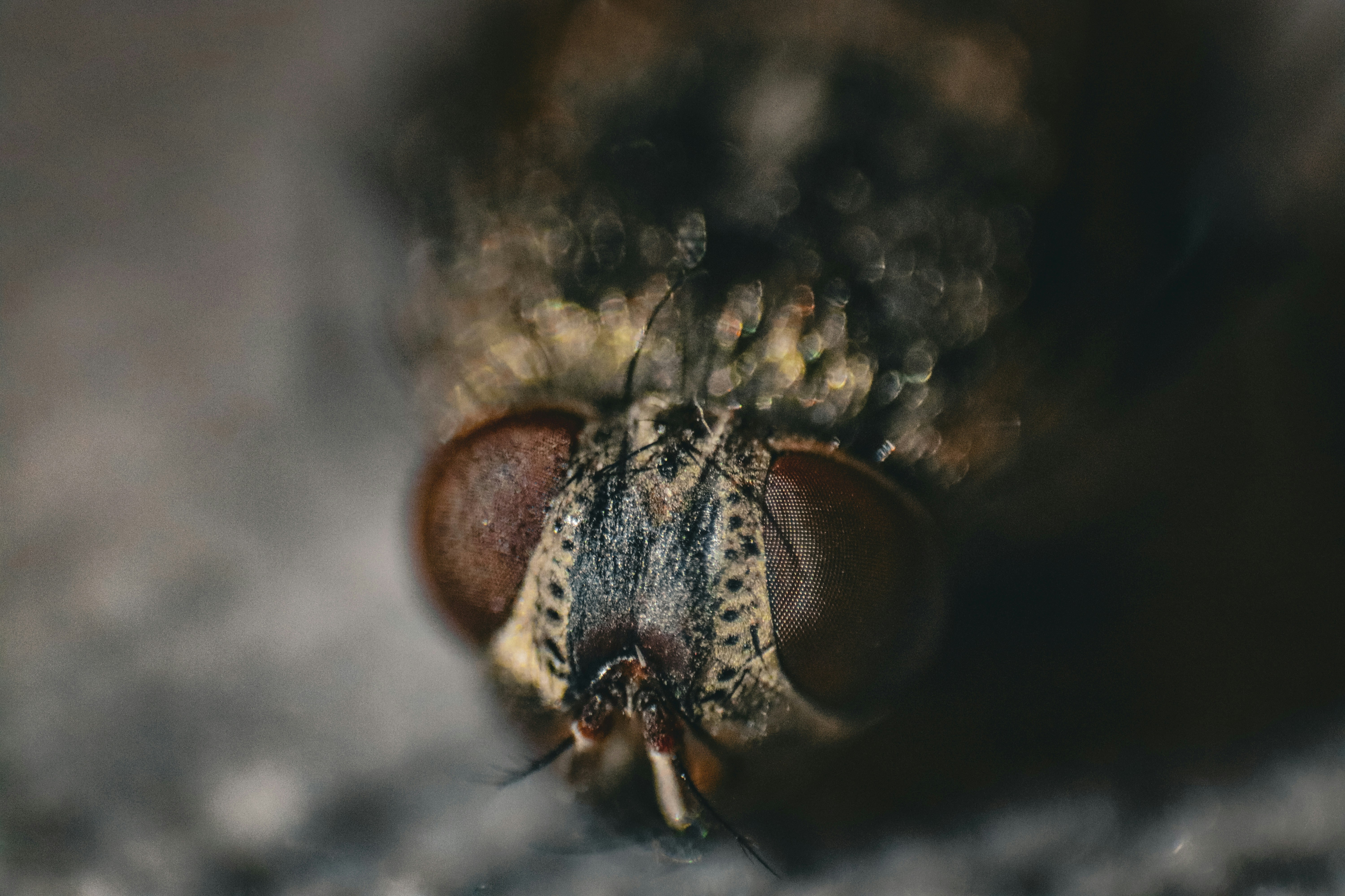 a close up of a bug on the ground