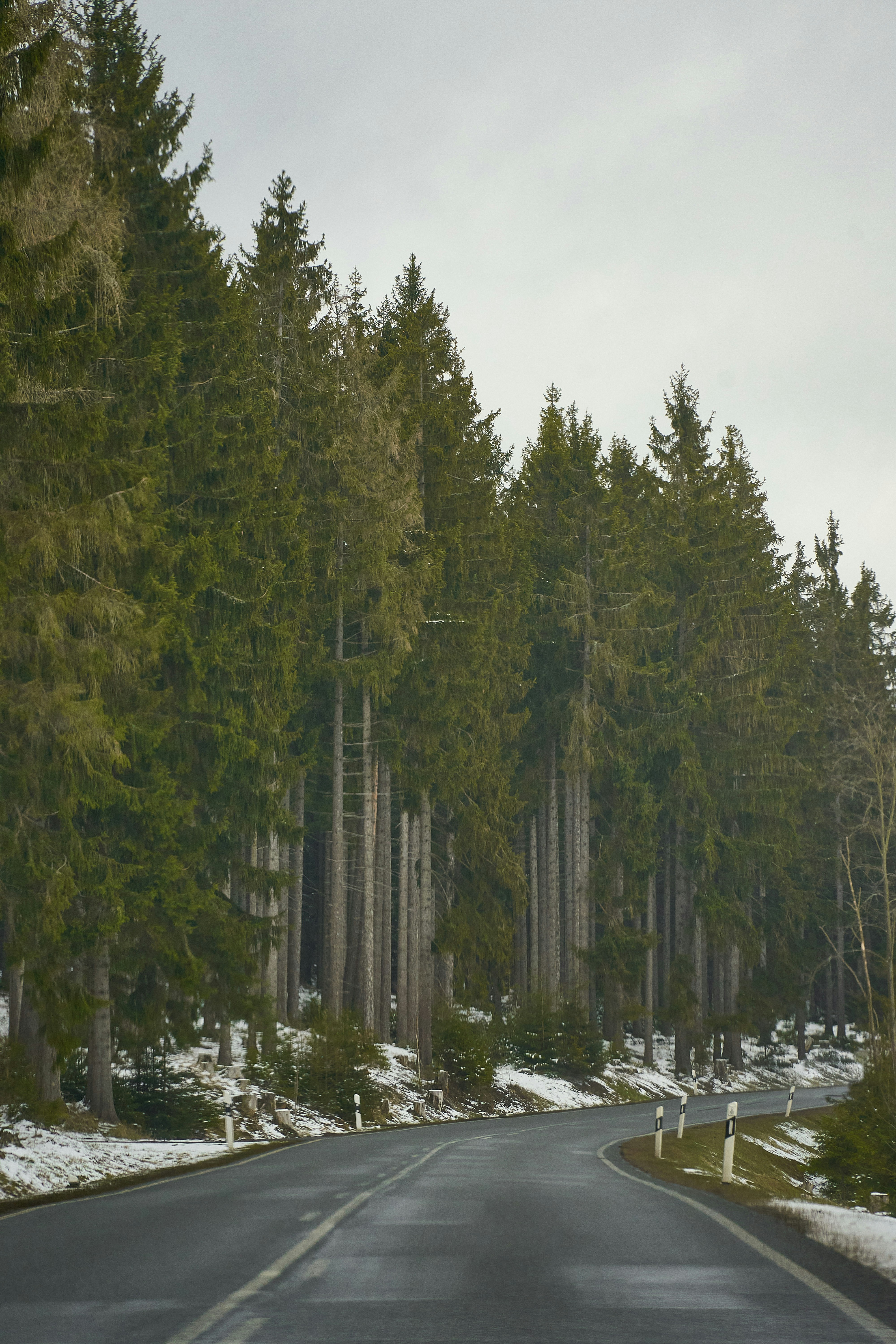 Forrest Trees Pictures | Download Free Images on Unsplash