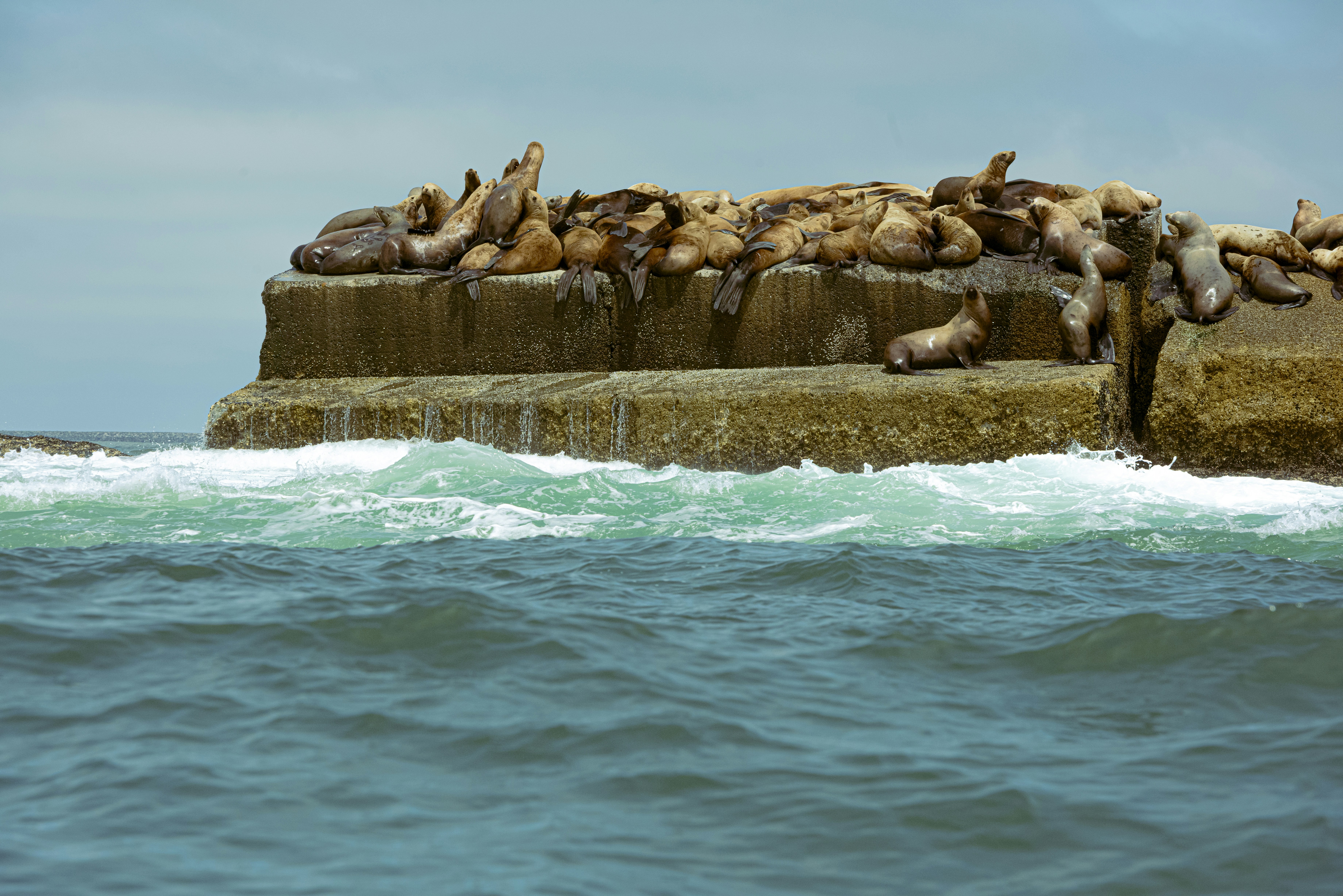 Off of the Oregon Coast near Astoria. | a flock of sea lions resting on a rock in the ocean