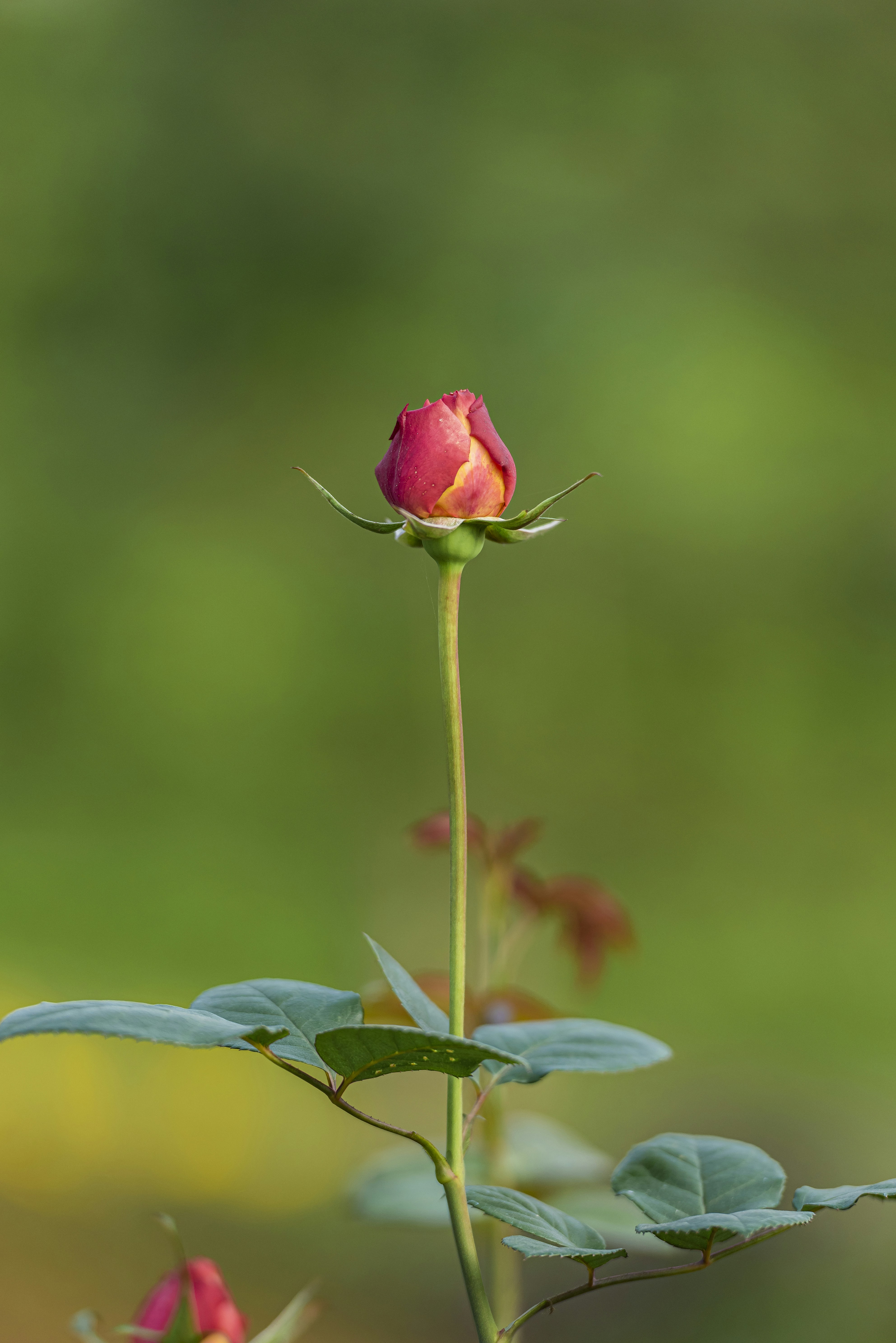 A single red rose budding in a garden photo – Free Rose flower Image on ...