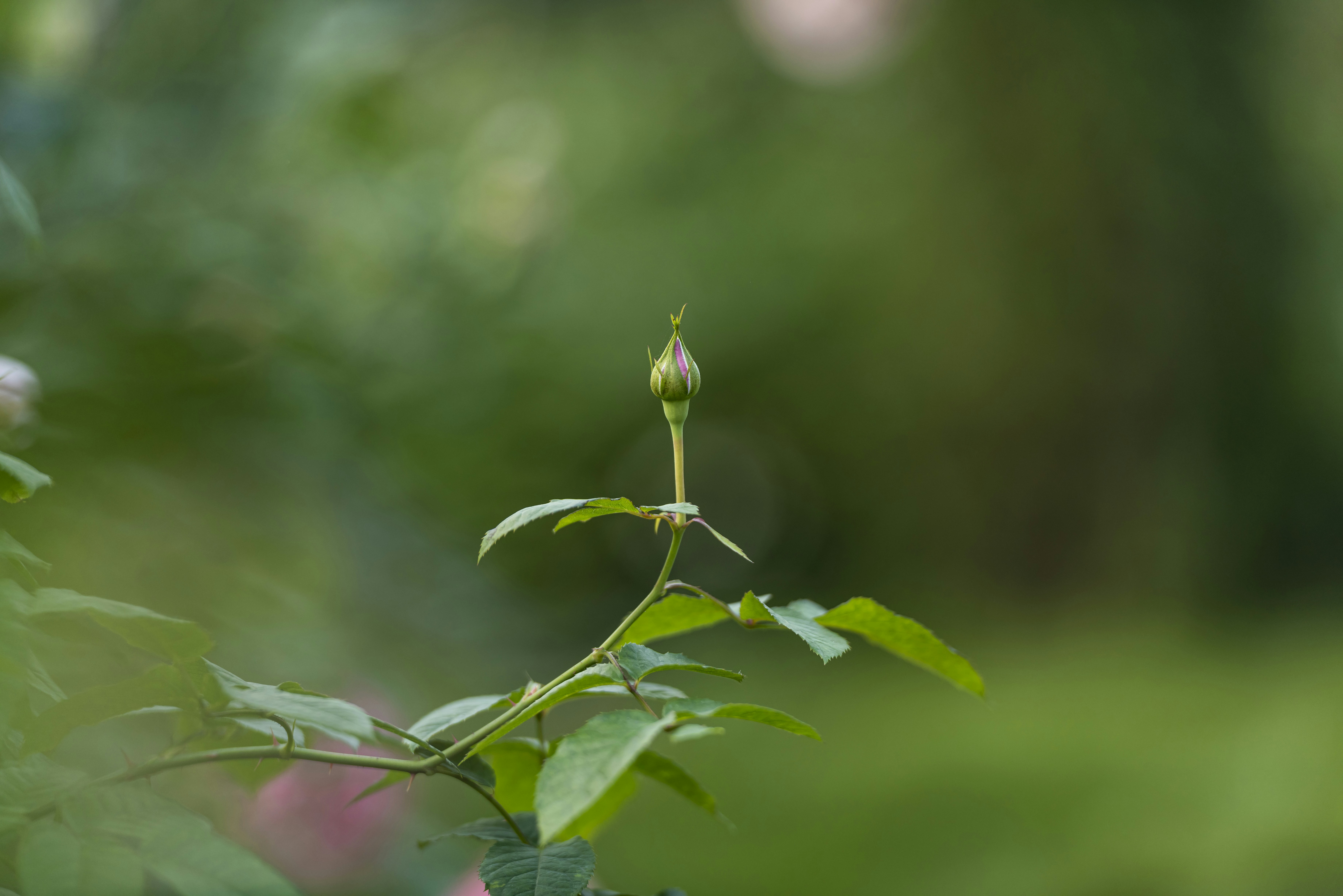 A single flower bud on a green plant photo – Free Rose flower Image on ...