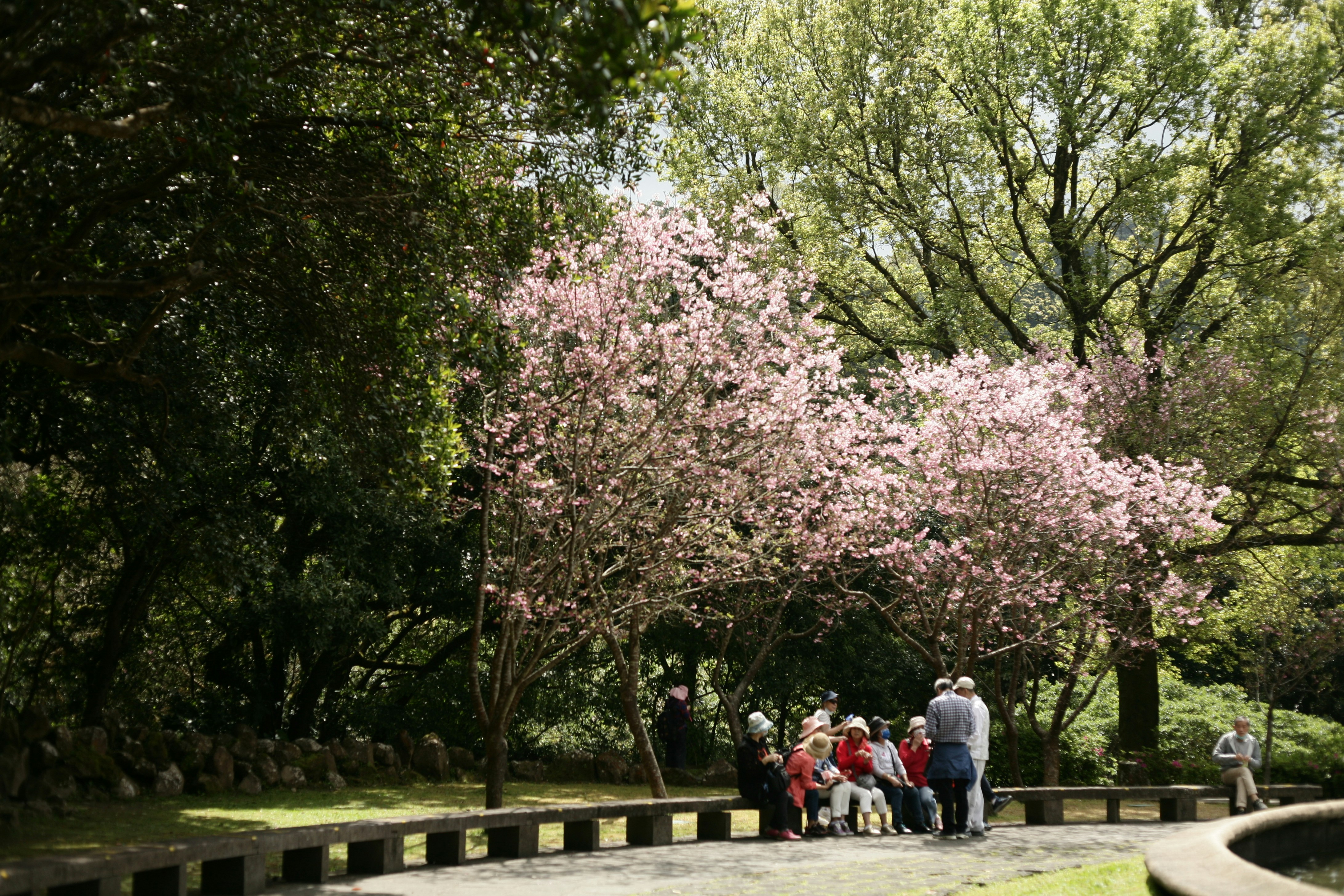 Petal Grove Rendezvous: Quiet Gathering Beneath Cherry Blossoms