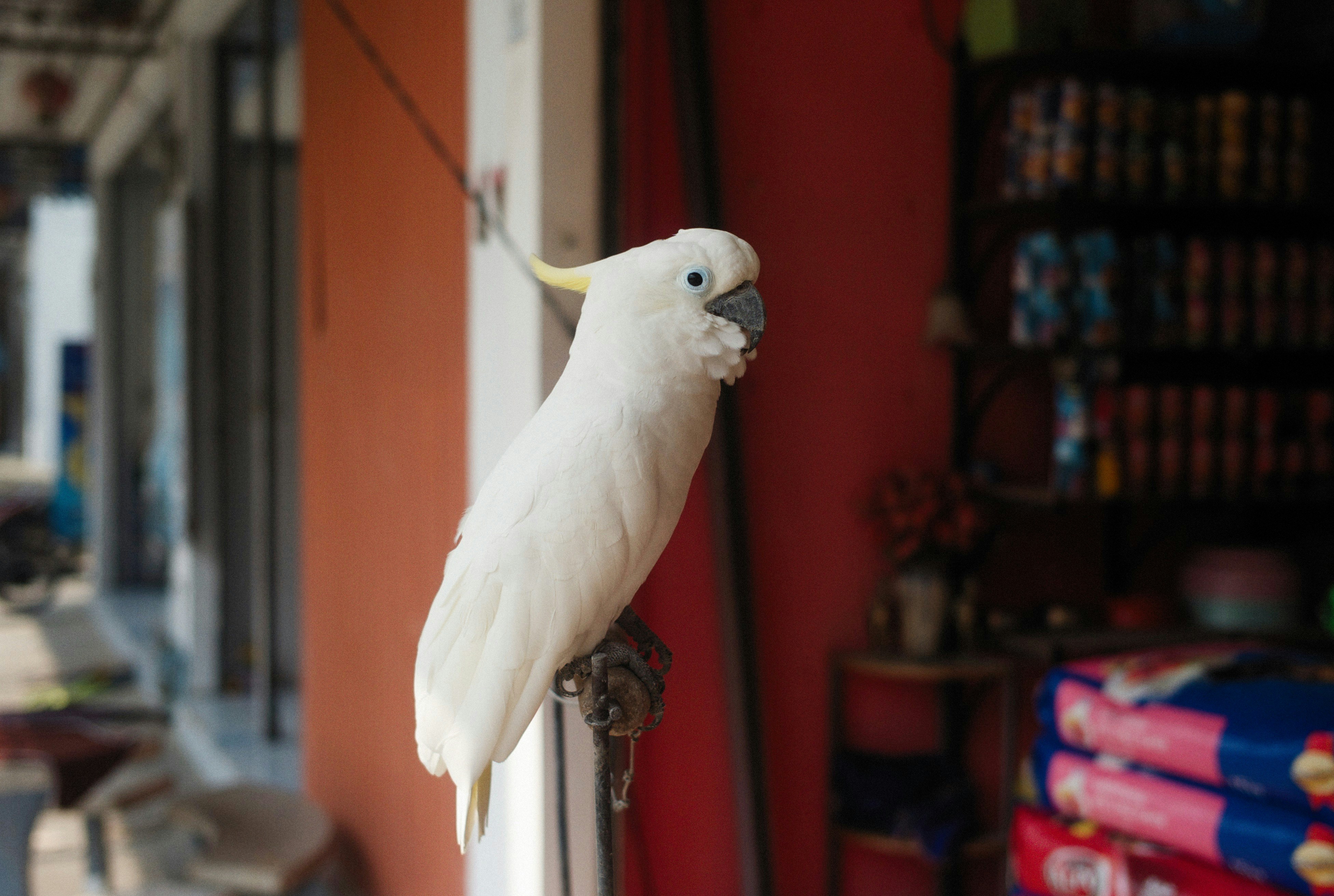 A white cockatoo perched on a post outside a store photo – Free Animal ...