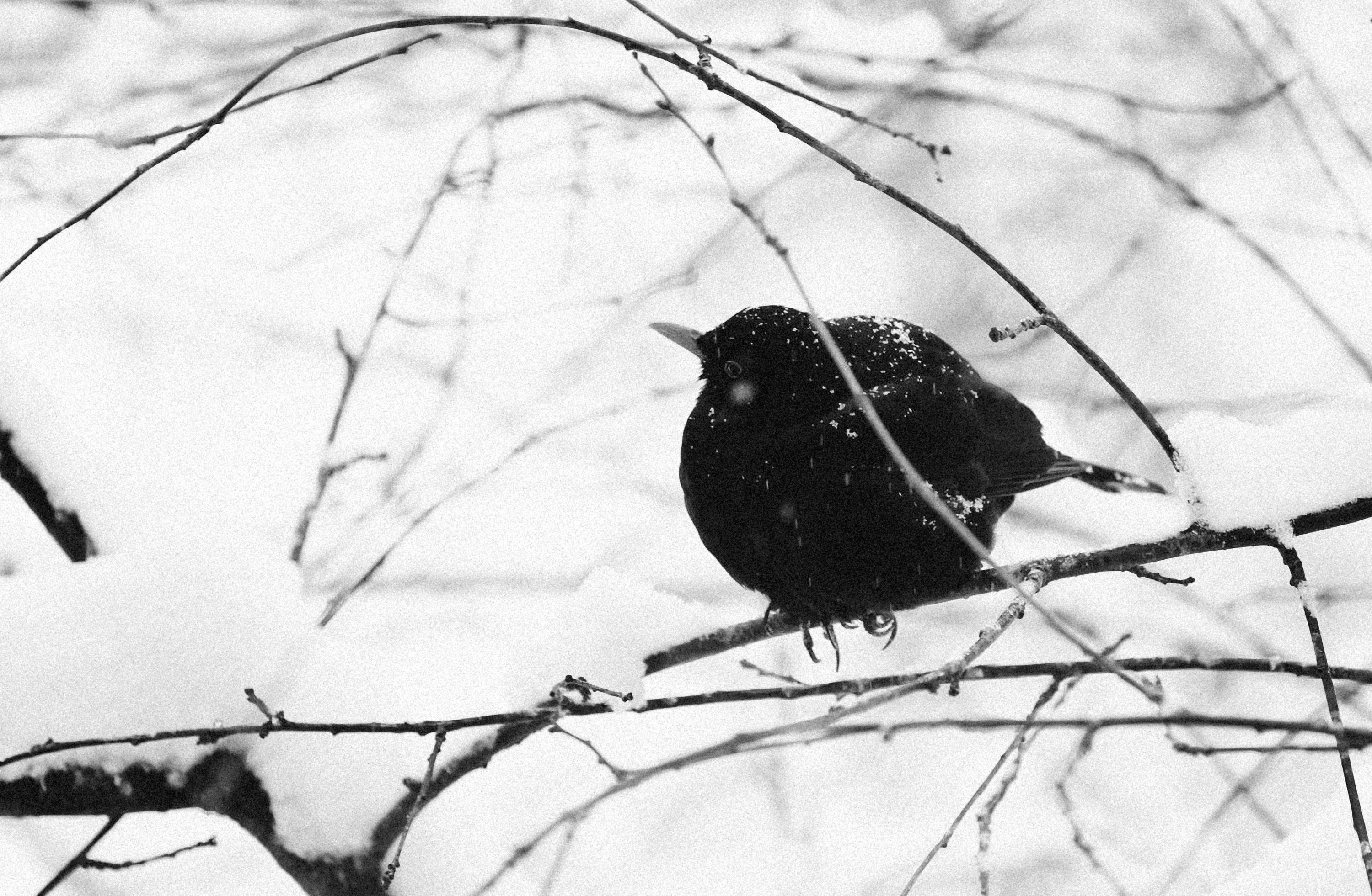 Noir Crow on Frosted Wire: A Winter Quiet Portrait