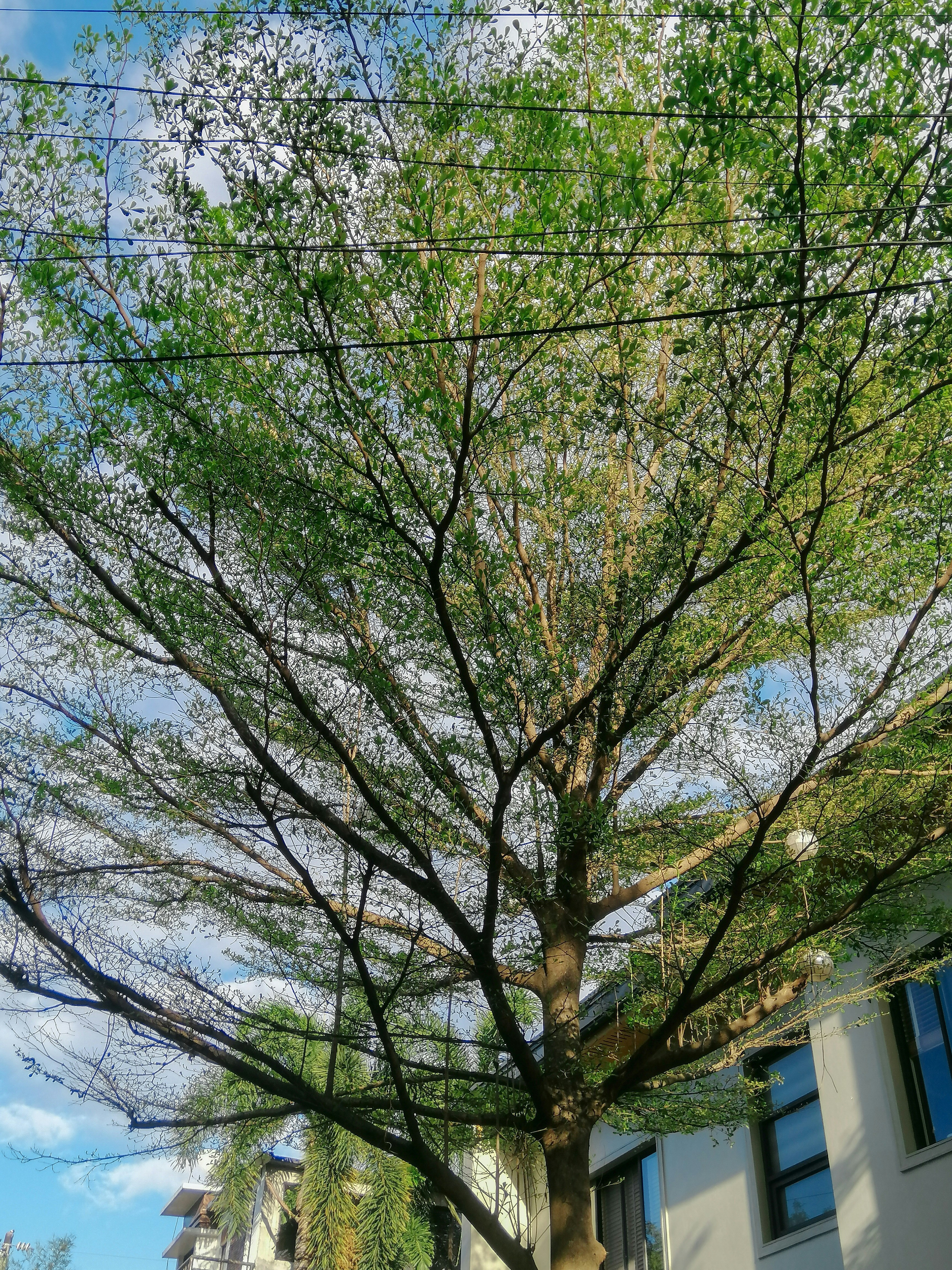 A sprawling tree with intricate branches and vibrant green leaves against a bright blue sky. The scene captures the essence of nature's beauty in an urban setting.