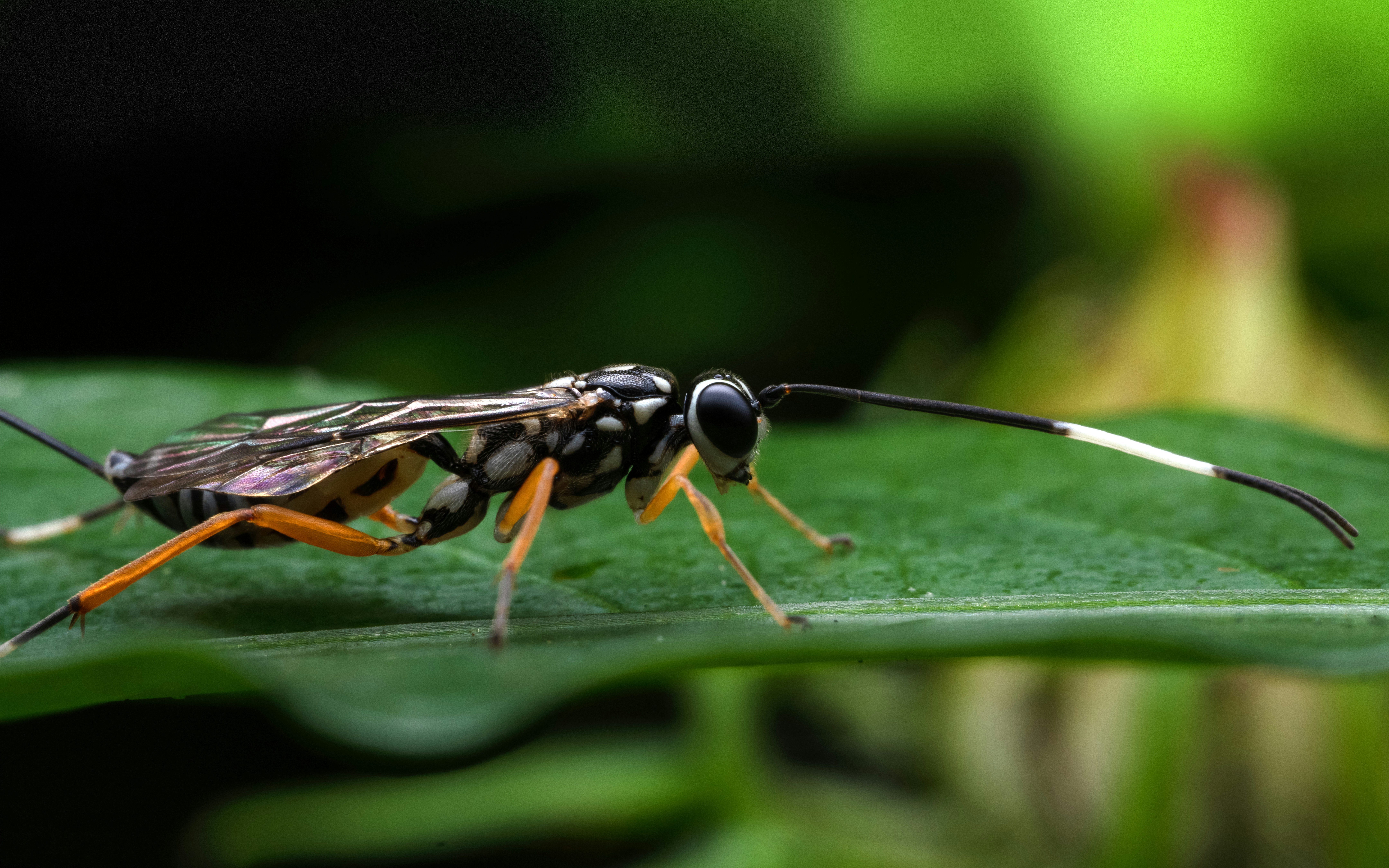A close up of a bug on a leaf photo – Free Wasp Image on Unsplash